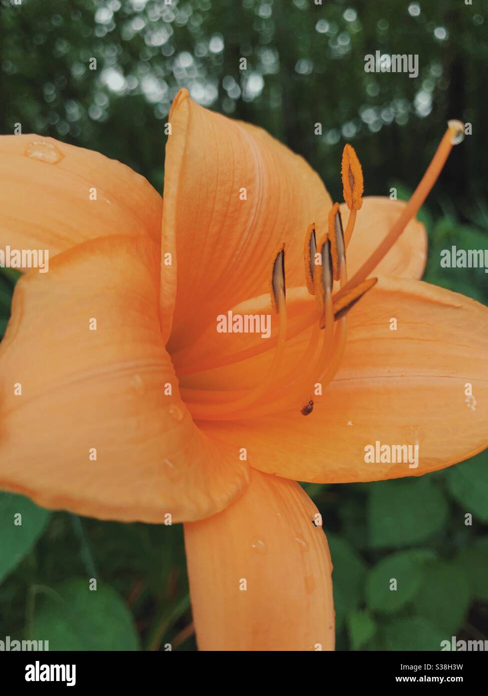 Life in bloom hi-res stock photography and images - Alamy