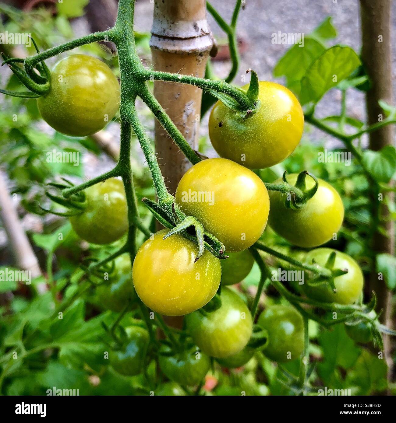 Green variety of cherry tomatoes ripening in the vine Stock Photo - Alamy