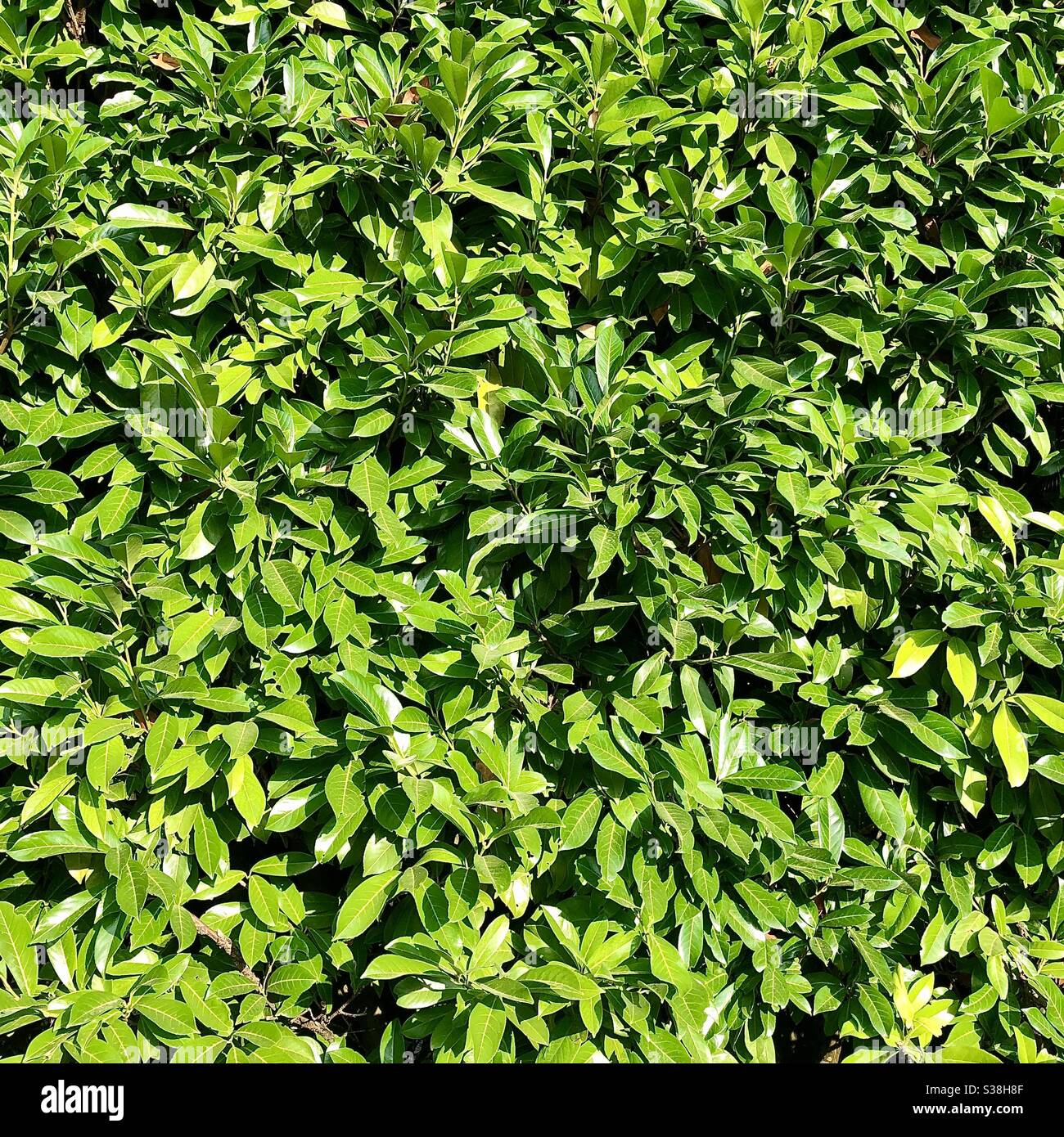 Evergreen shrubs garden border hi-res stock photography and images - Alamy