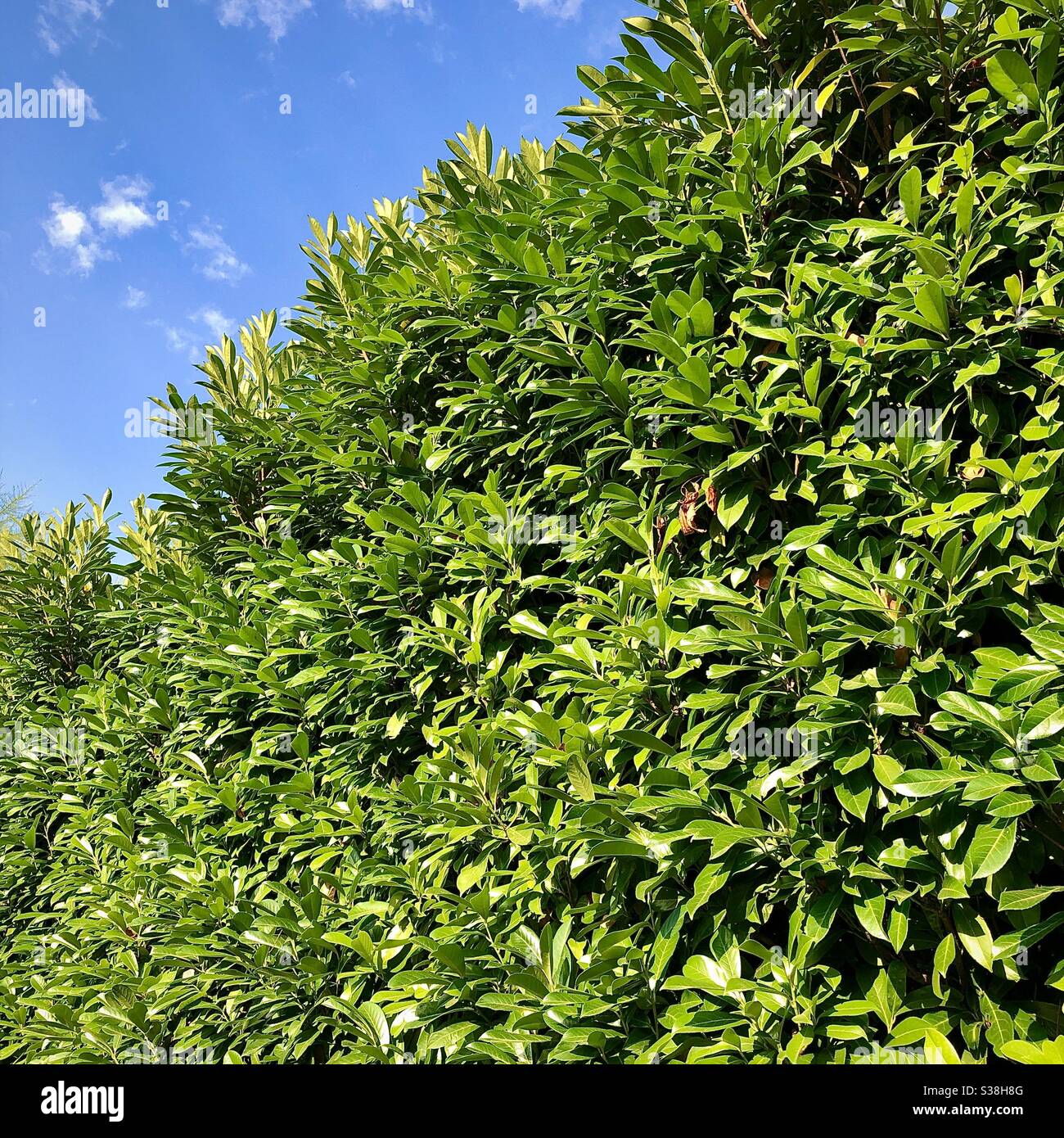 Tall border hi-res stock photography and images - Alamy