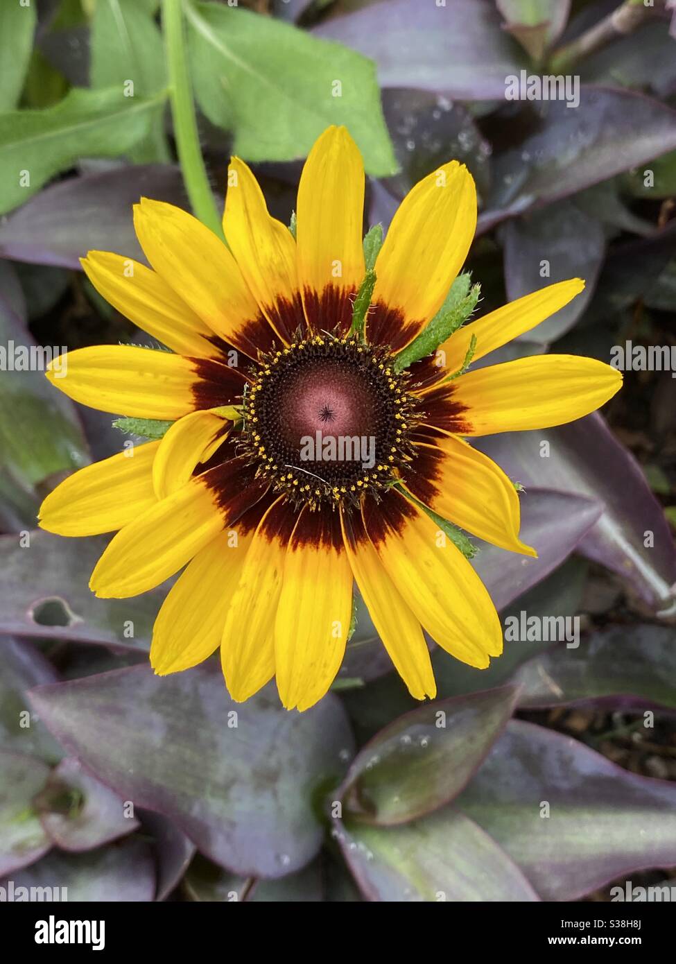 Yellow and maroon hi-res stock photography and images - Alamy