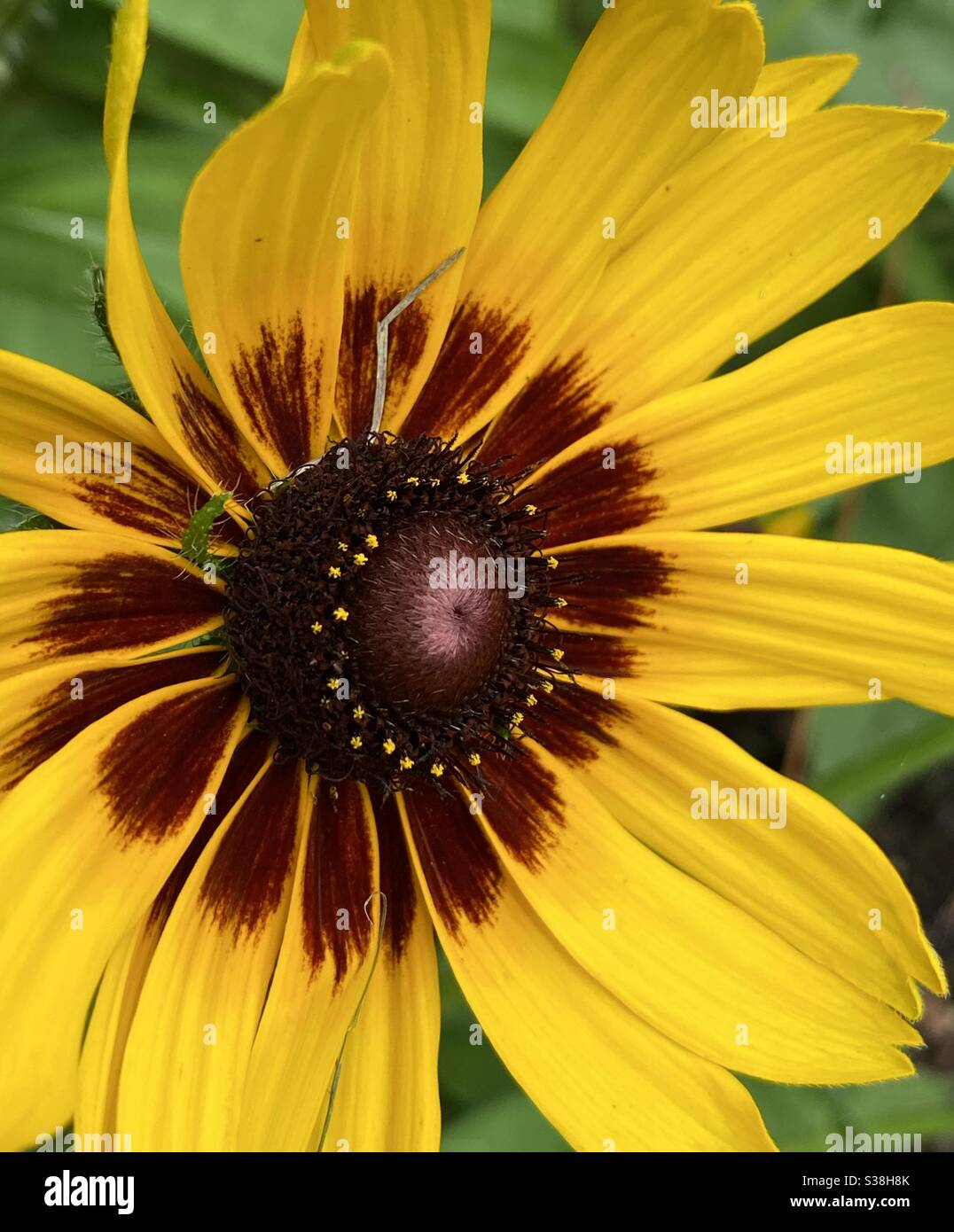 Maroon petals hi-res stock photography and images - Alamy