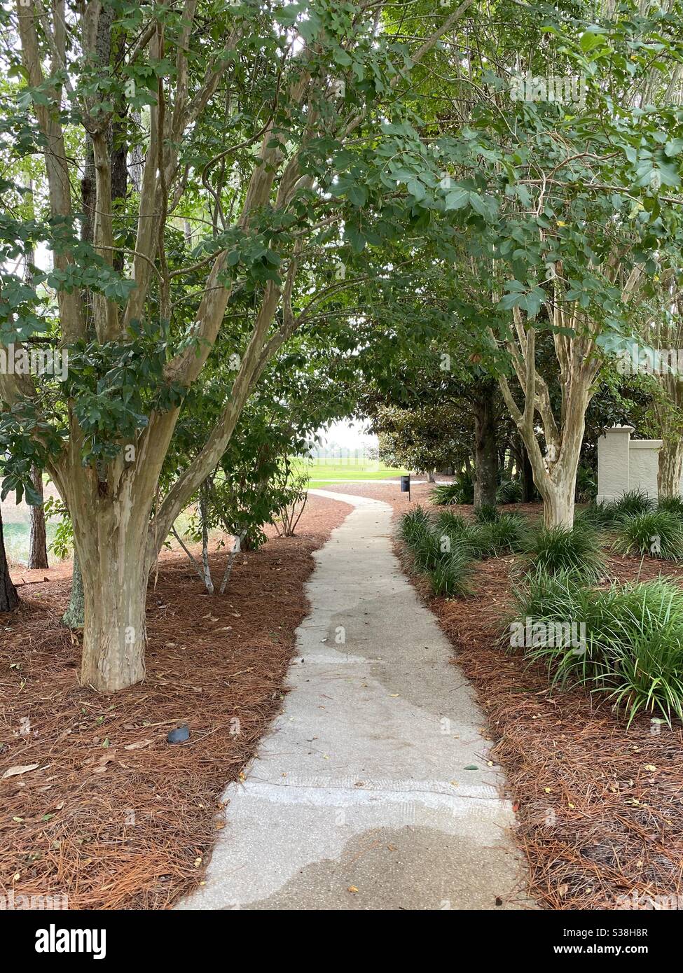 Natural tree archway with a concrete walking path Stock Photo - Alamy