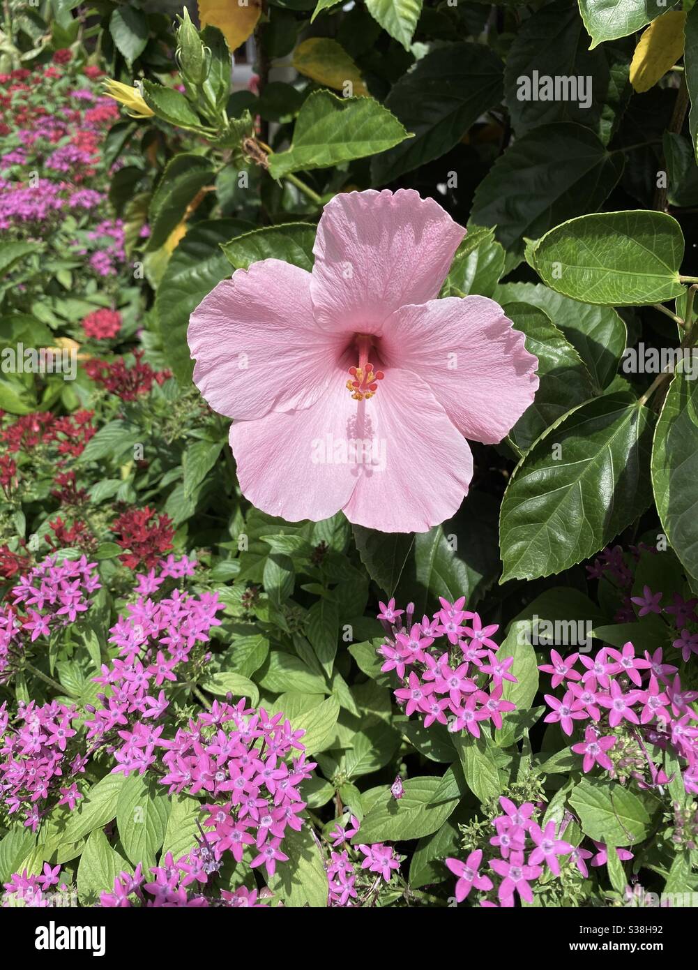 Pink hibiscus flower with colorful penta flower blooms in a garden ...