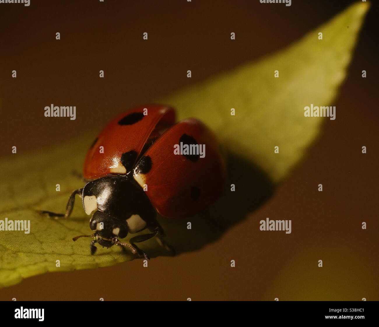 Macro photography- Ladybird Stock Photo - Alamy