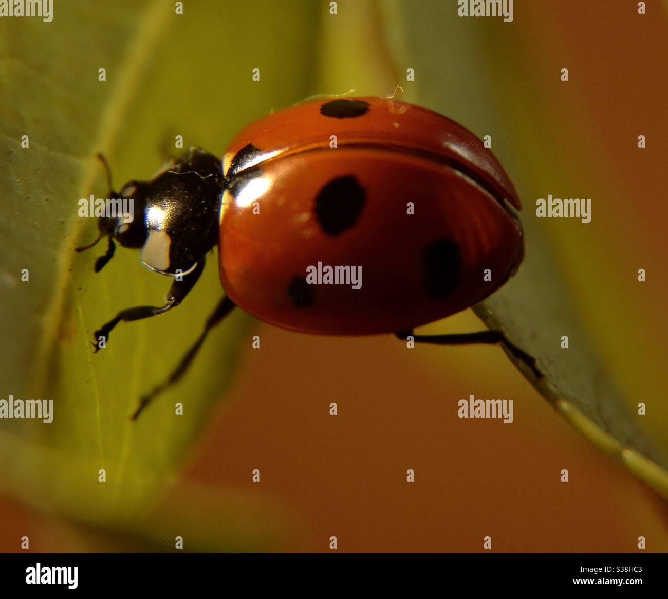 Macro Photography - ladybird Stock Photo - Alamy