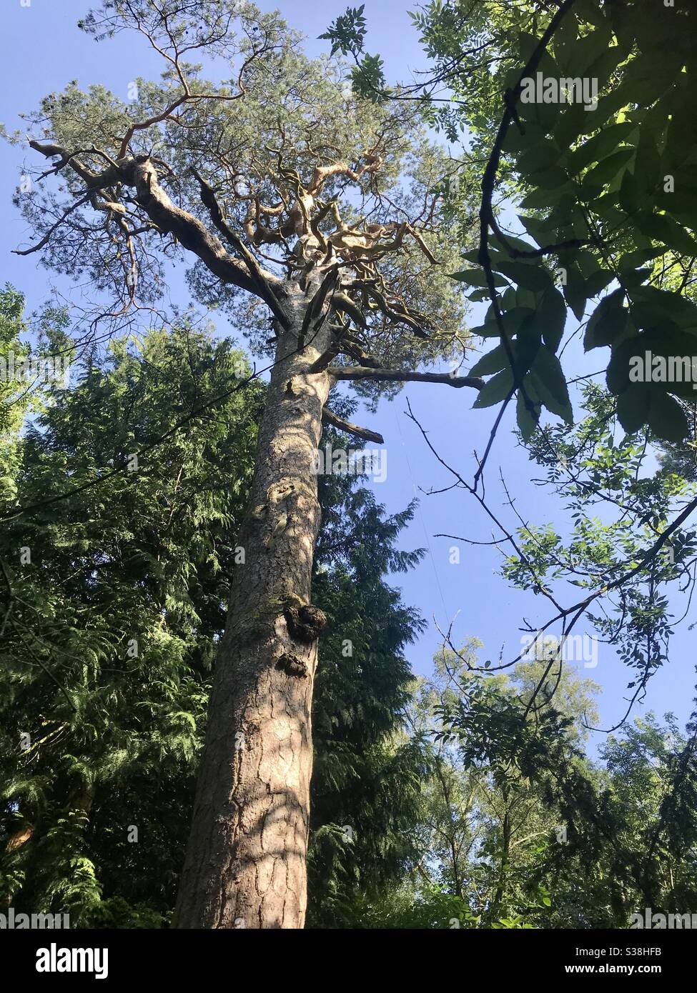 Moors yorkshire tree hi-res stock photography and images - Alamy