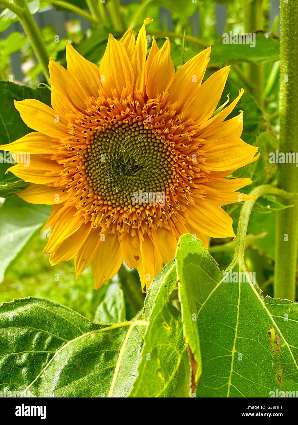 Dali flower hi-res stock photography and images - Alamy