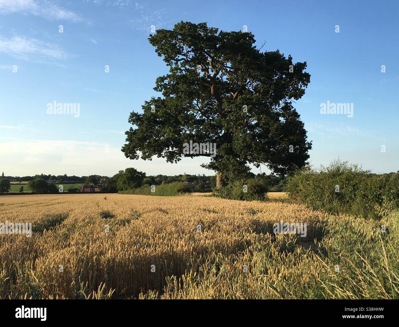 Corn oak hi-res stock photography and images - Alamy