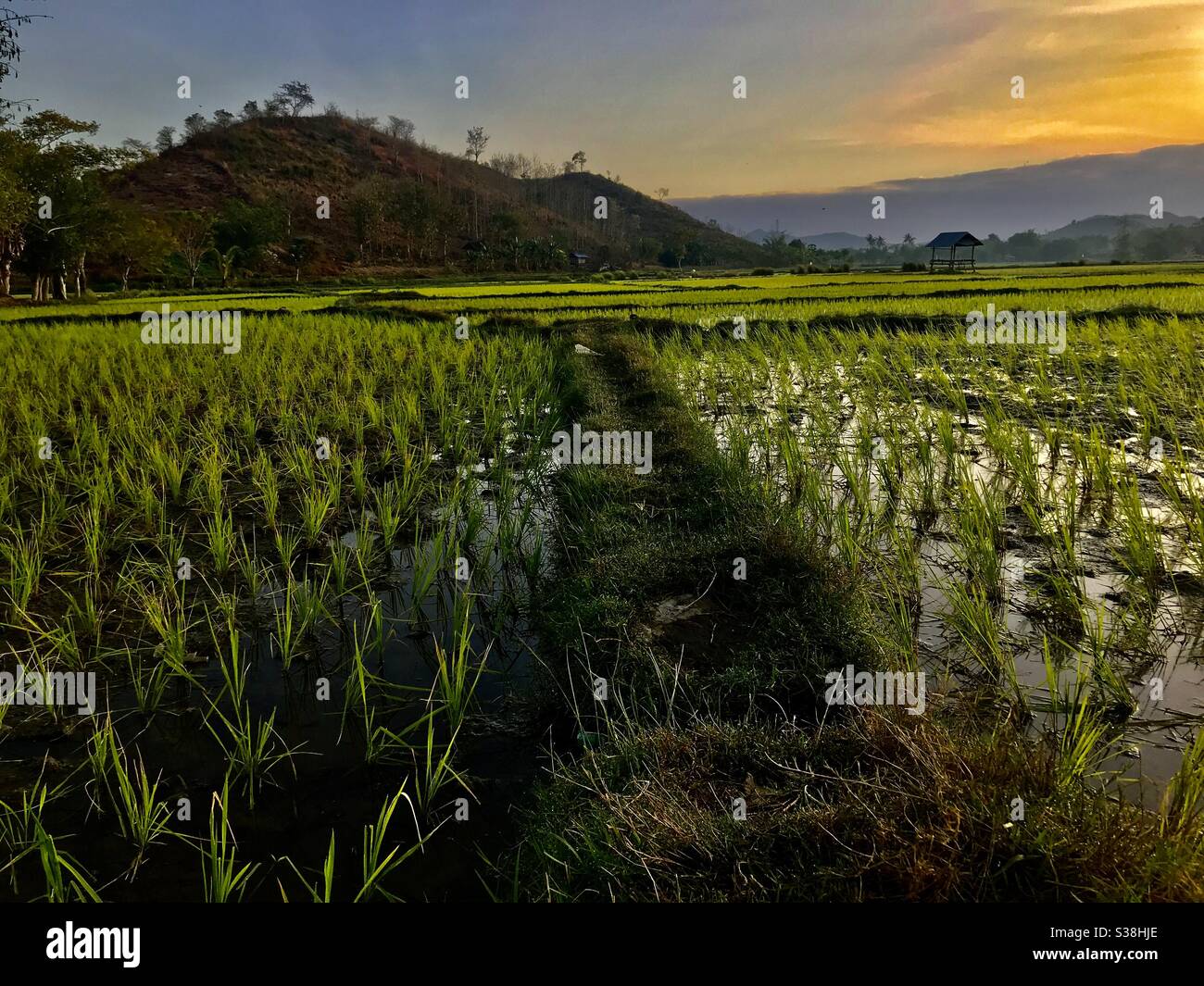 Sawah hi-res stock photography and images - Alamy