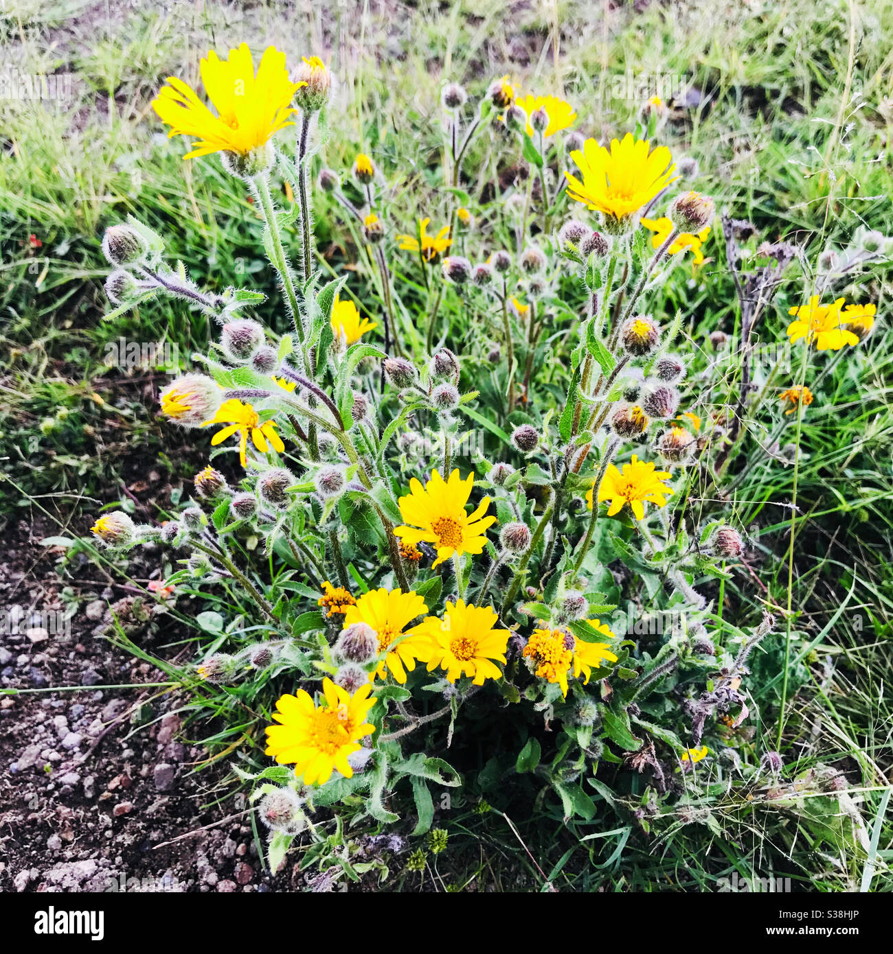 Flores plantas plantas hi-res stock photography and images - Alamy