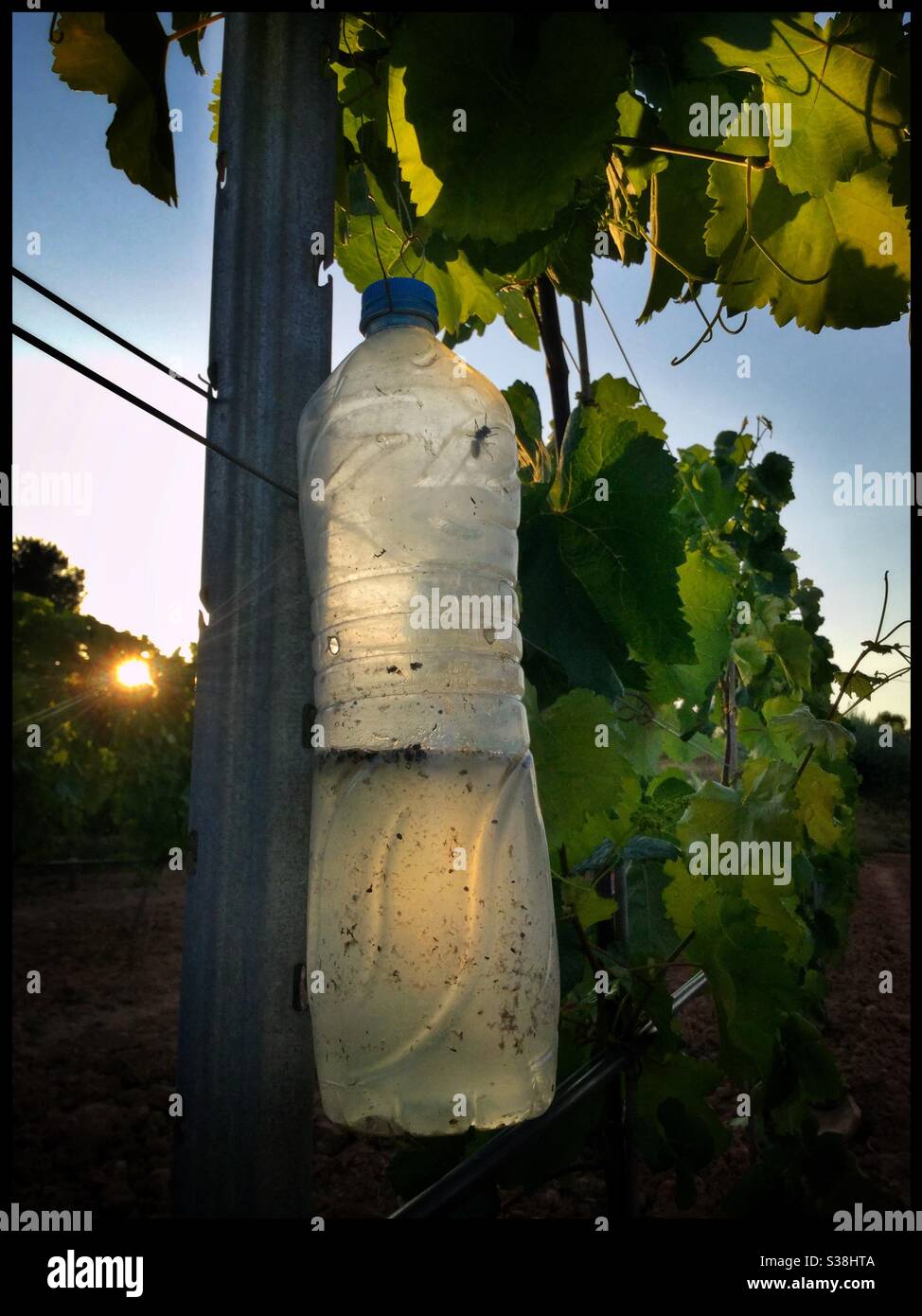 Wasp bottle trap hi-res stock photography and images - Alamy