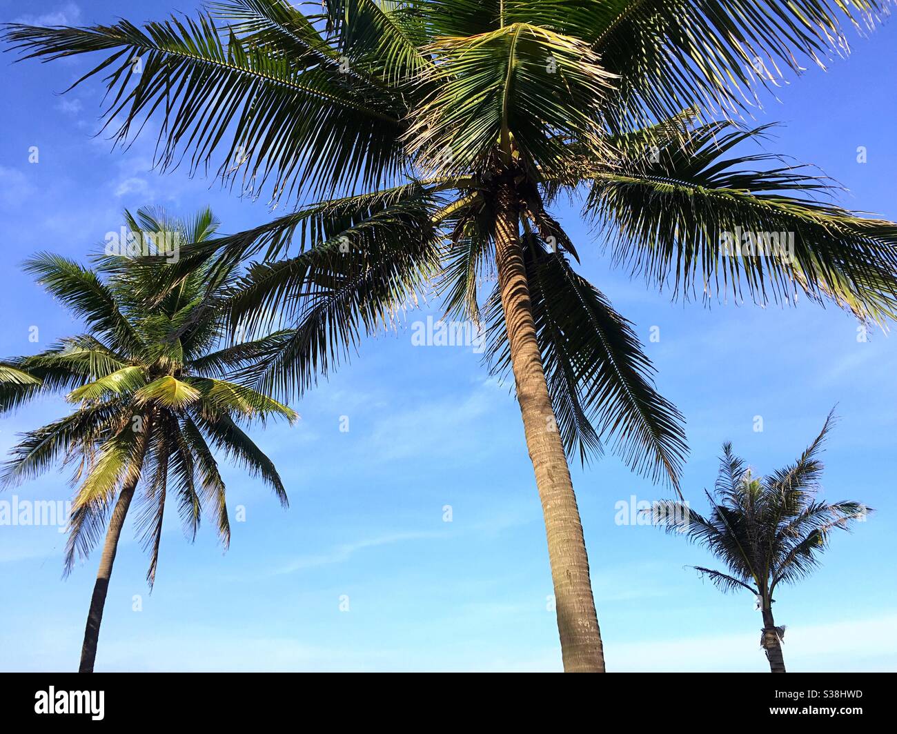 Three palms hi-res stock photography and images - Alamy