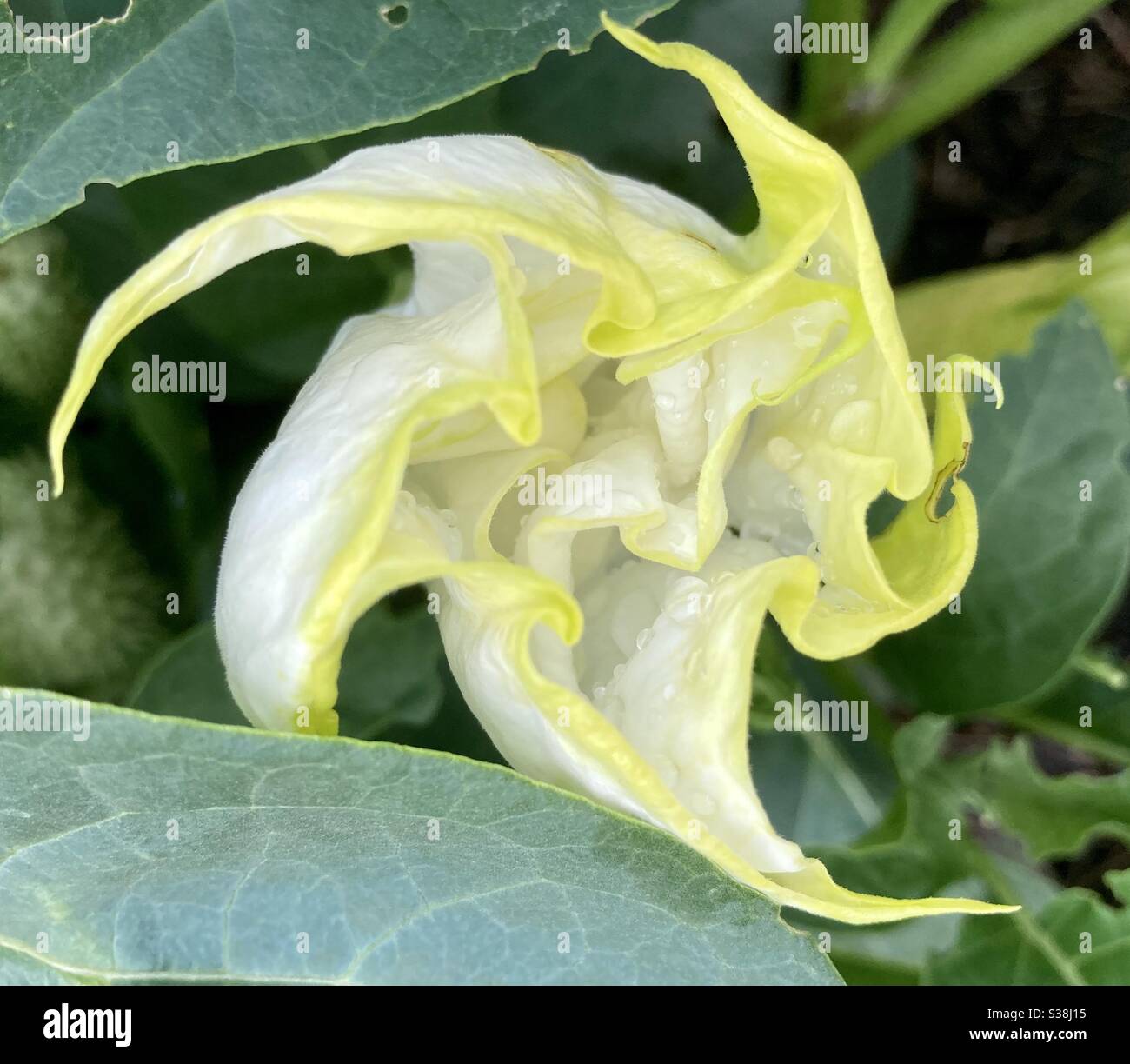 Moon flower hi-res stock photography and images - Alamy