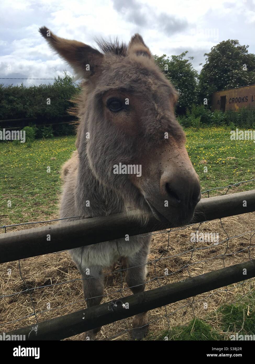 Donkey scratch hi-res stock photography and images - Alamy
