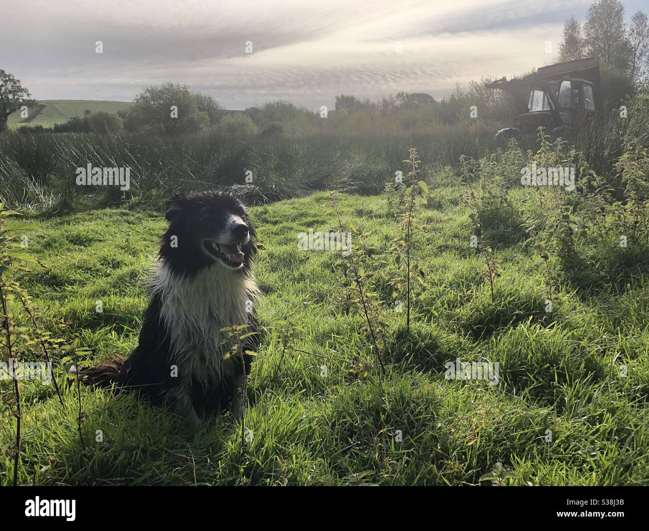 Helping with the farm work Stock Photo - Alamy