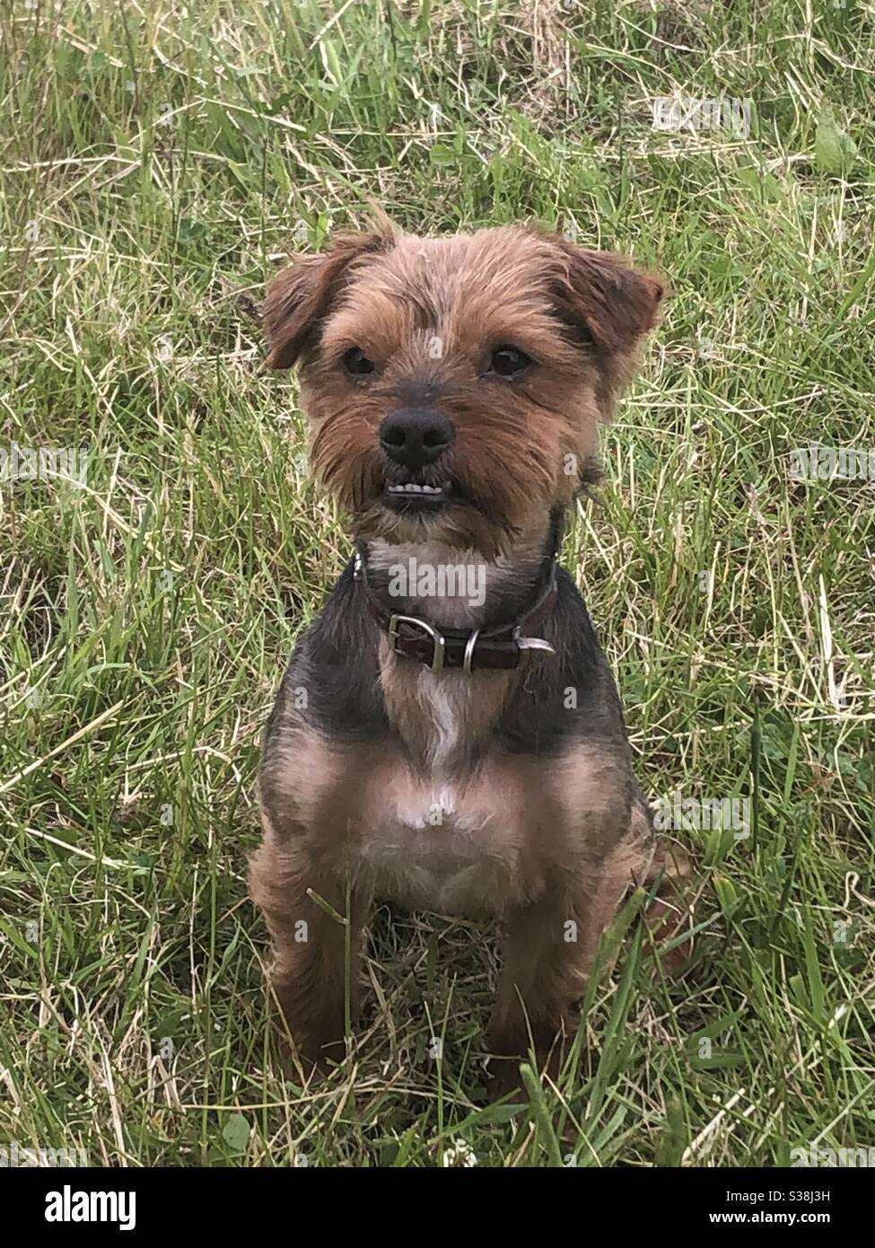 Dog overbite hi-res stock photography and images - Alamy