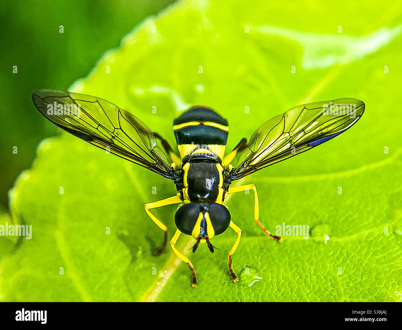 Marco lens hi-res stock photography and images - Alamy