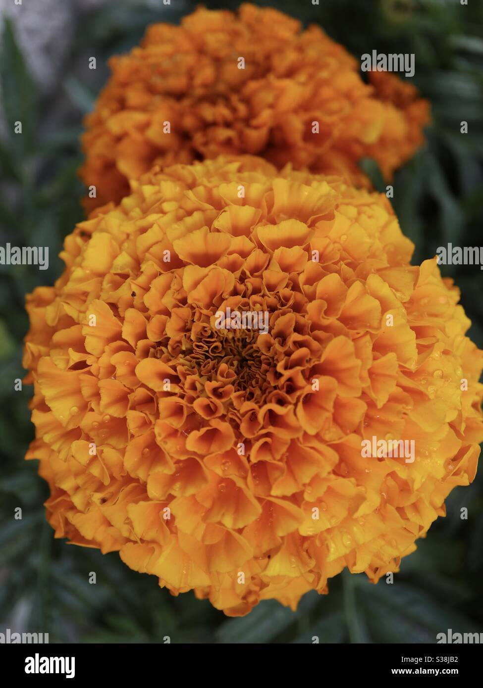 Giant african marigold hi-res stock photography and images - Alamy