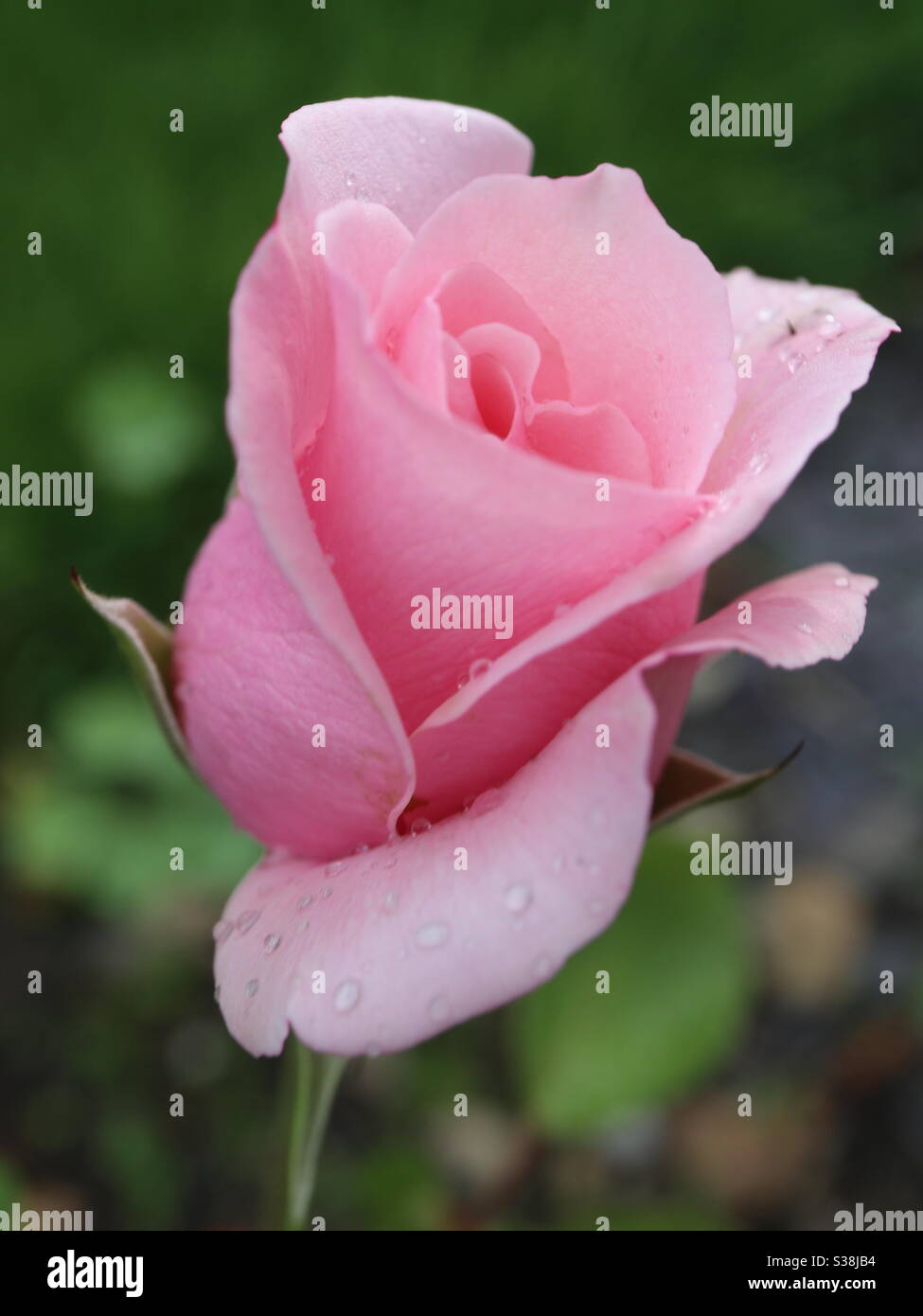 Pink Summer Rose after a rain shower Stock Photo - Alamy