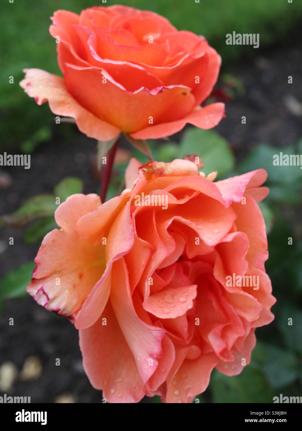 Rose Duo in bloom Stock Photo - Alamy
