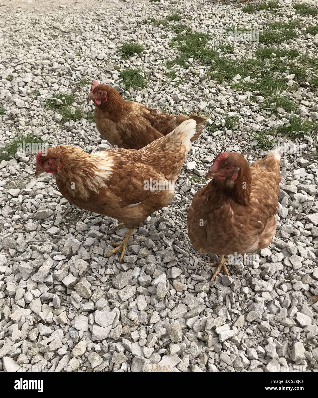 Three Hens
