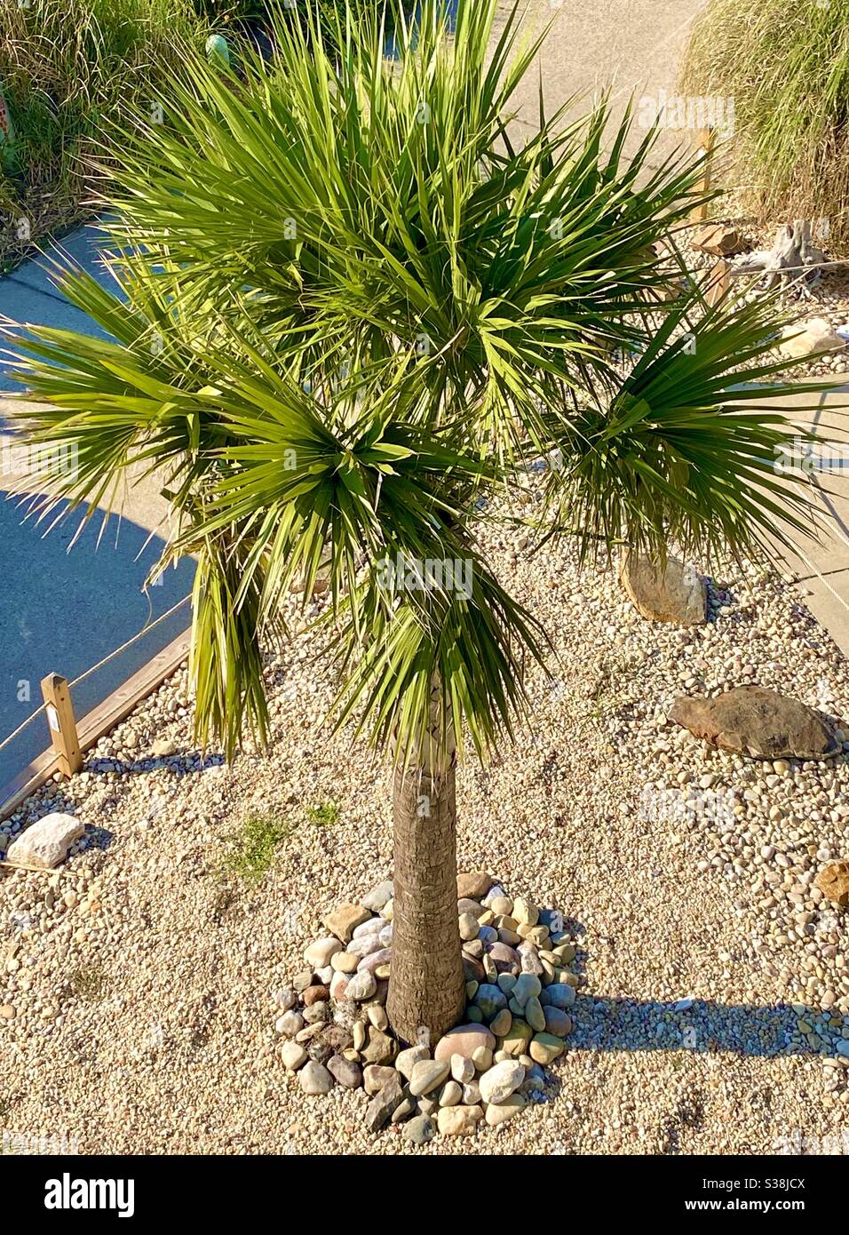 Gravel and tree hi-res stock photography and images - Alamy