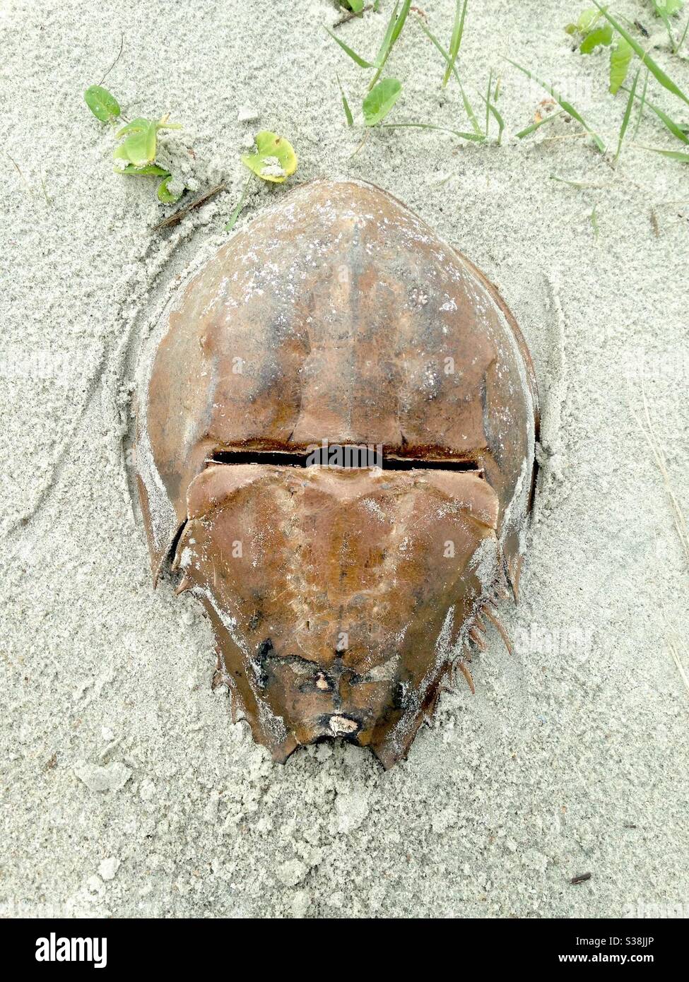 Leave the Shell Stock Photo - Alamy