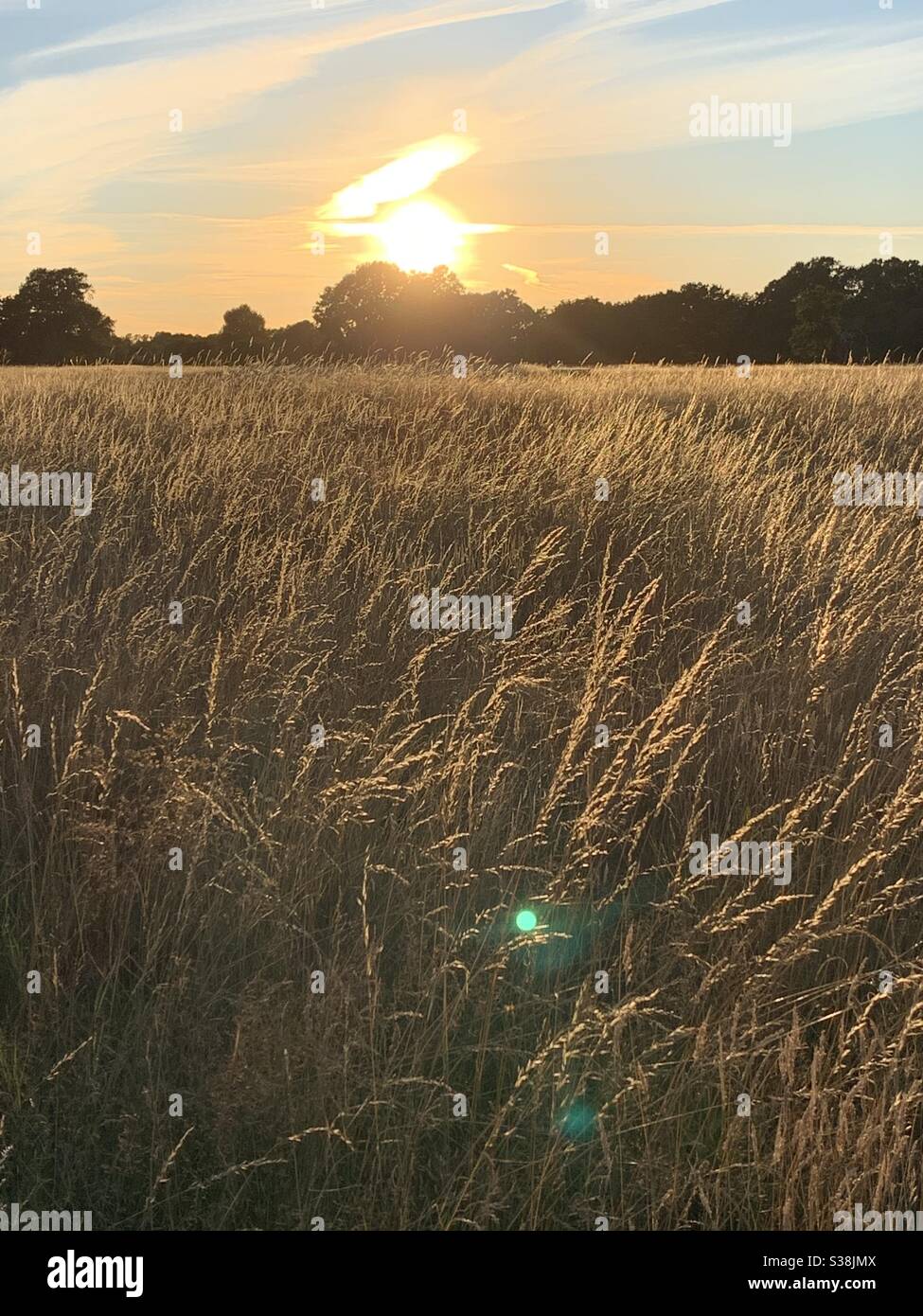 Sunset grass hi-res stock photography and images - Alamy