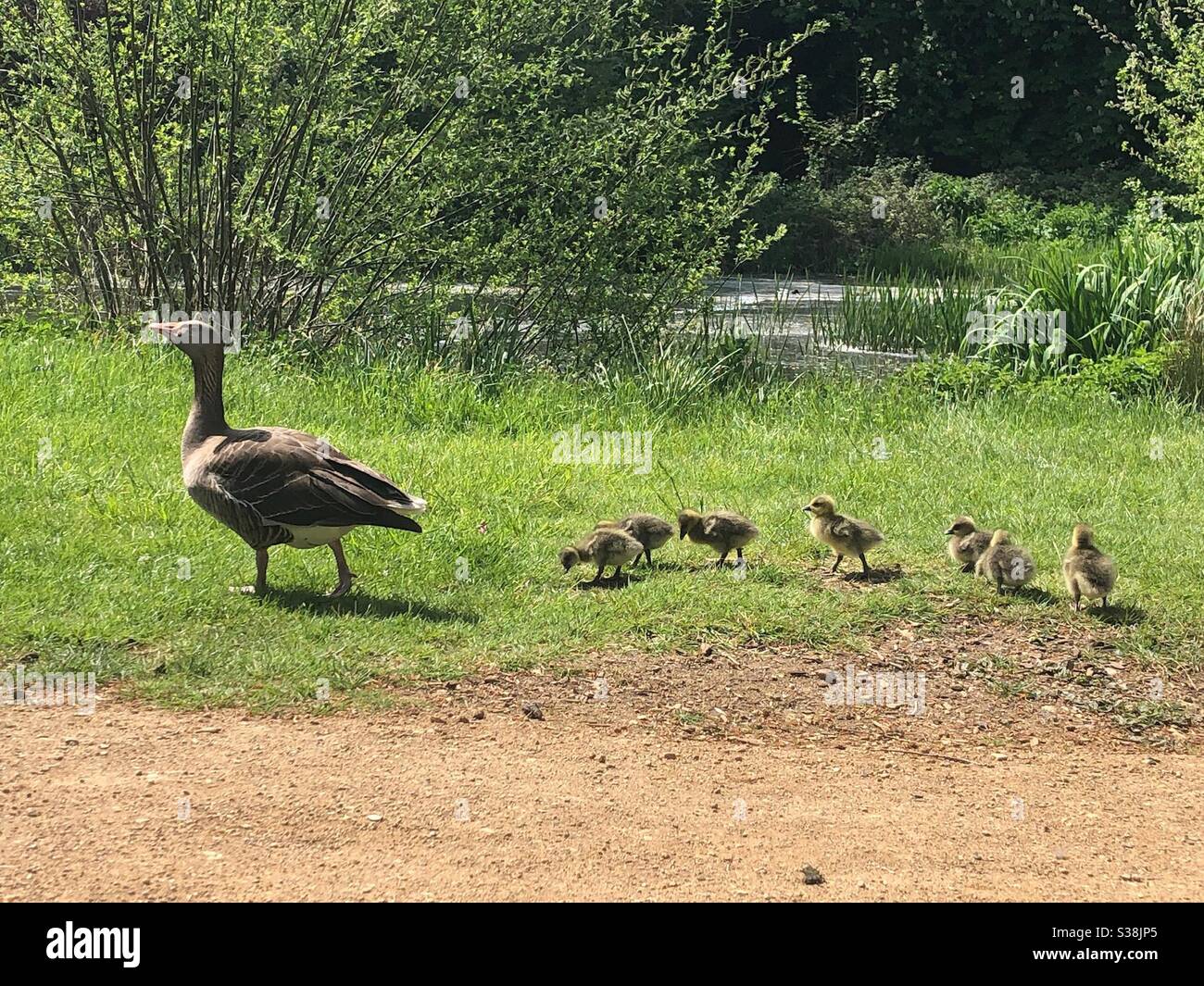 Ducklings following mother hi-res stock photography and images - Alamy