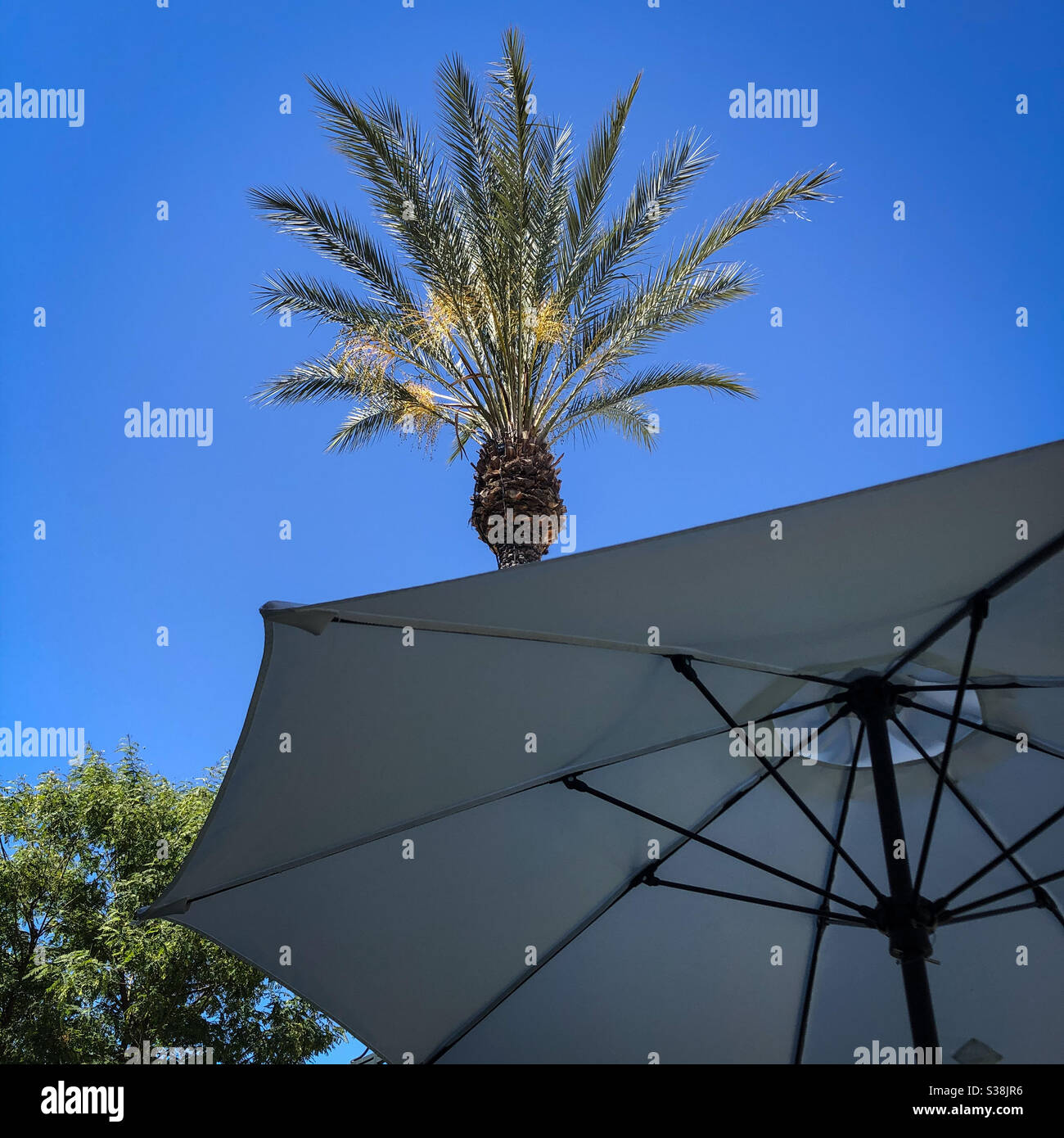 Umbrella palm hi-res stock photography and images - Alamy
