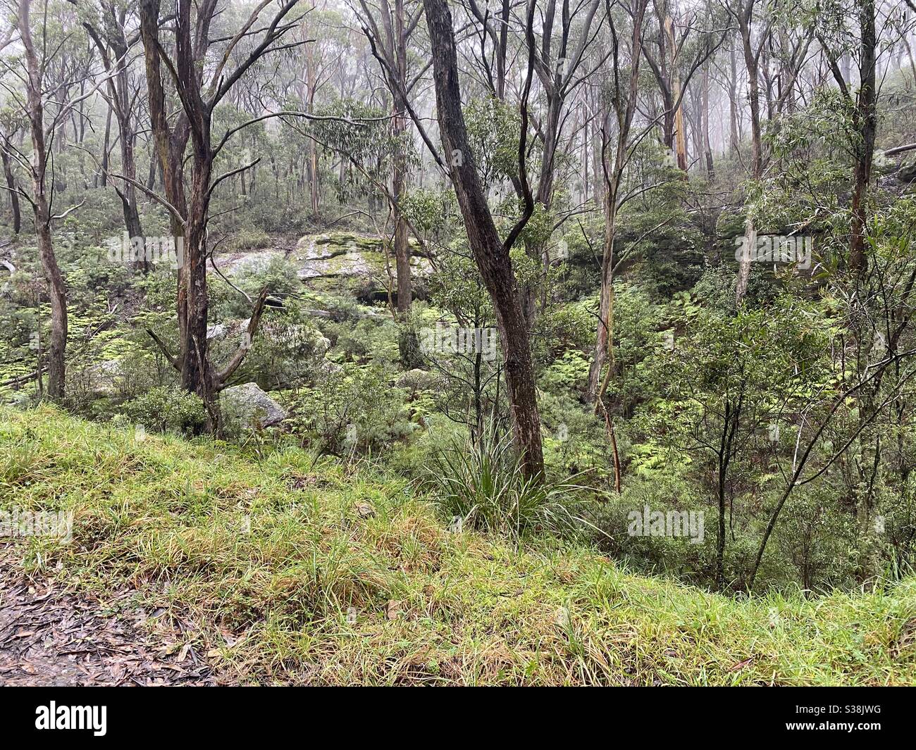 Bushwalking hi-res stock photography and images - Alamy
