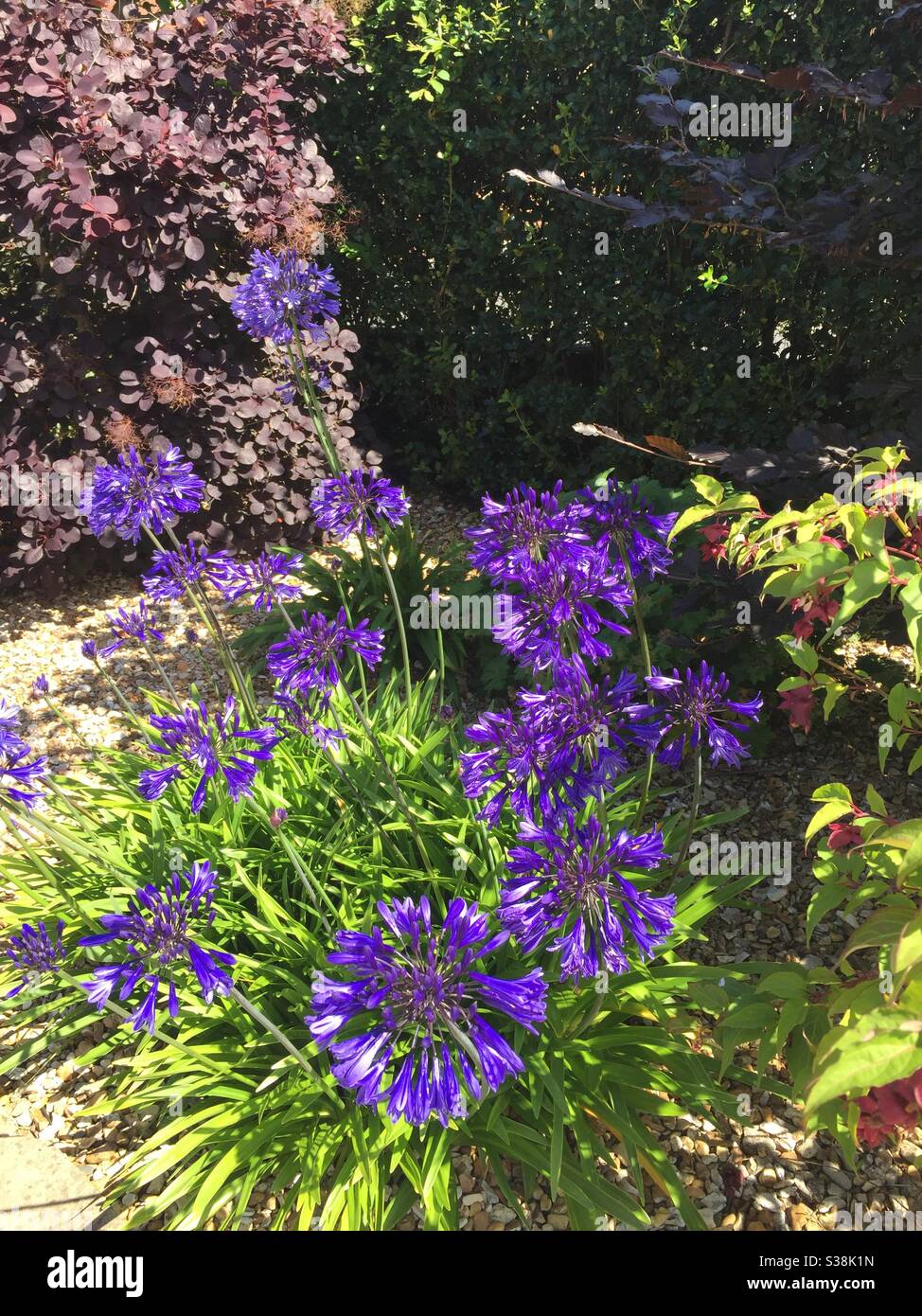 Agapanthus in a garden hi-res stock photography and images - Alamy