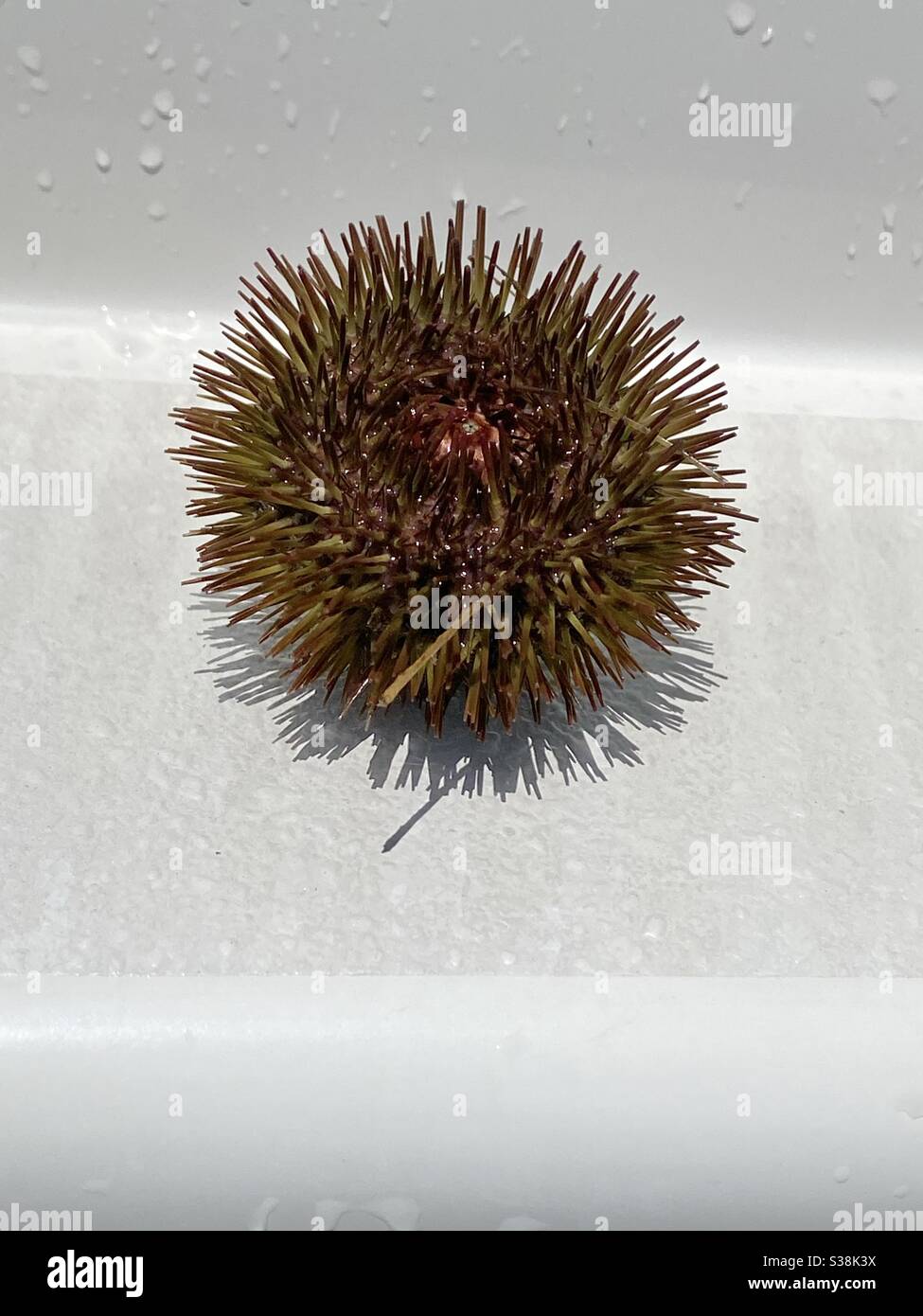 Sea urchin with spikes Stock Photo - Alamy