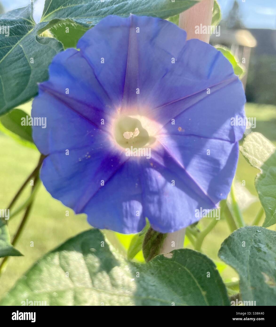 Blu morning glory Stock Photo - Alamy