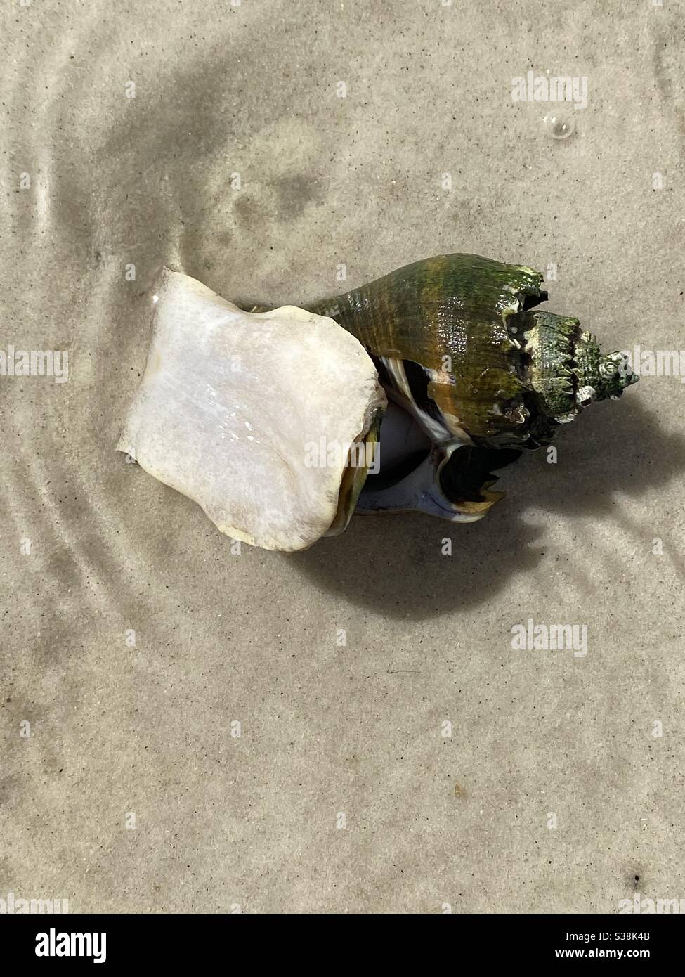 Large sea slug in colorful shell on the beach Stock Photo - Alamy