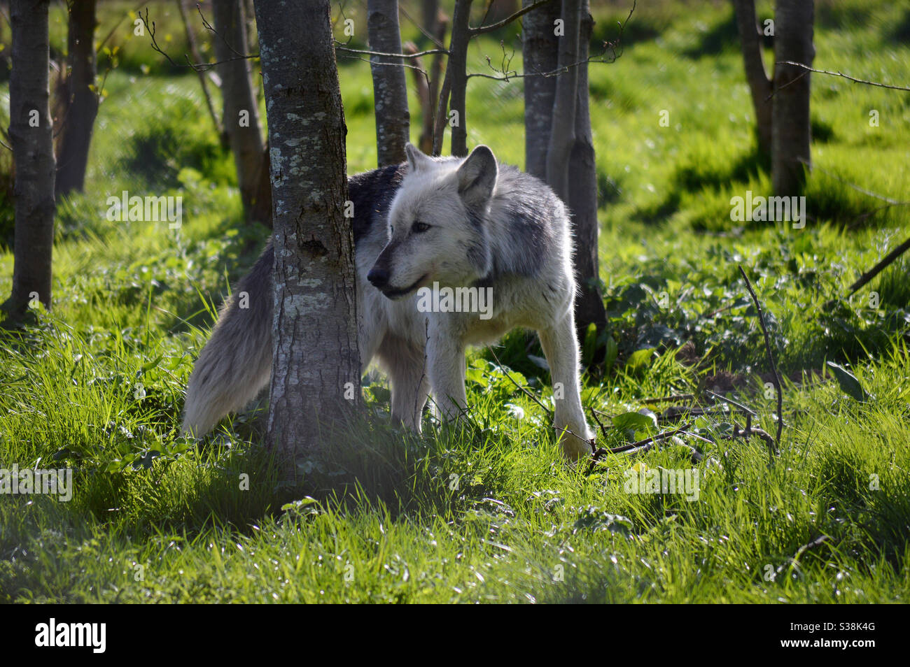 Northwestern wolf hi-res stock photography and images - Alamy