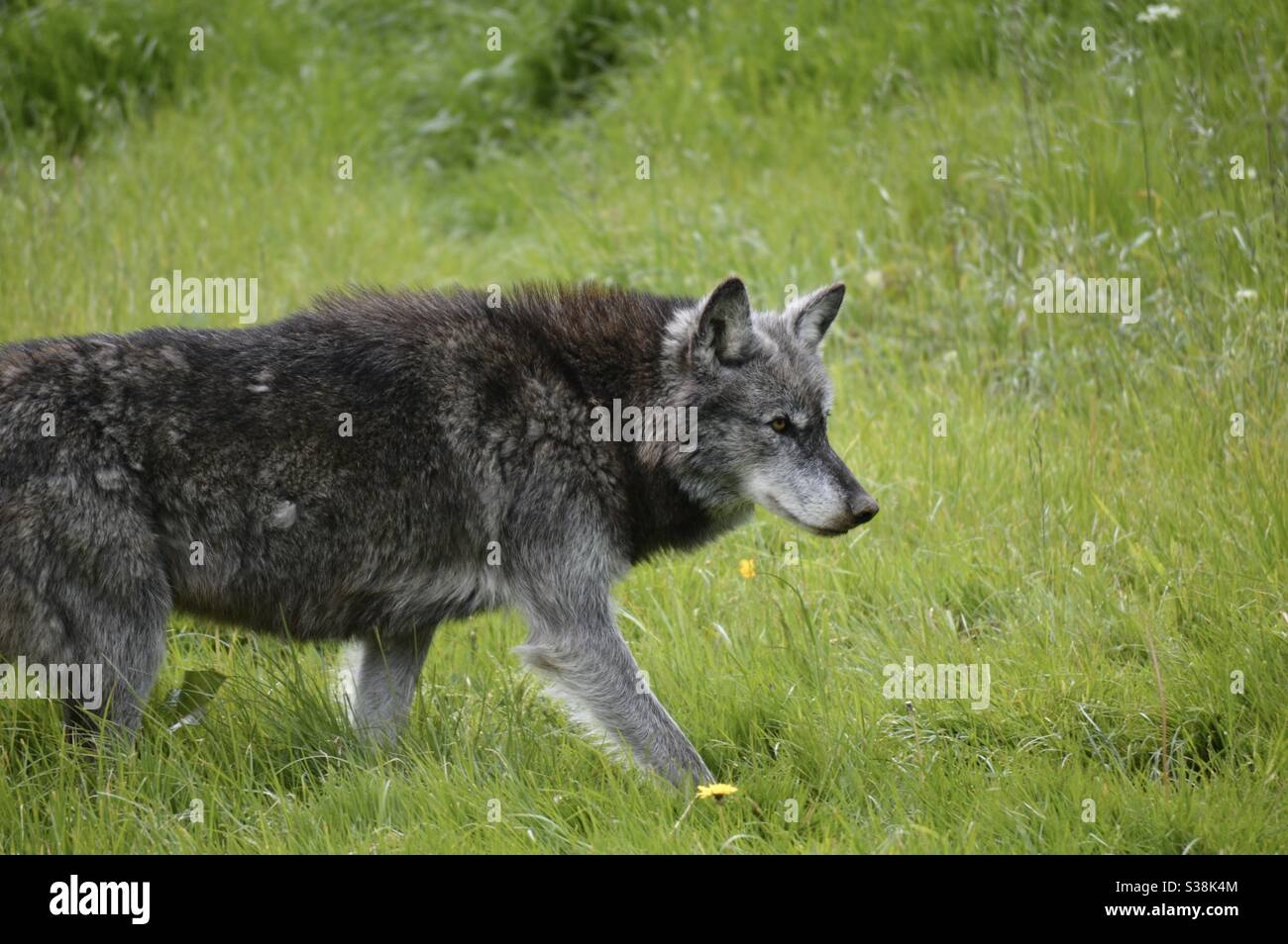 Northwestern wolf hi-res stock photography and images - Alamy