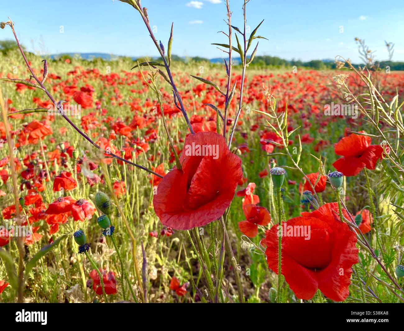Poppyfield hi-res stock photography and images - Alamy