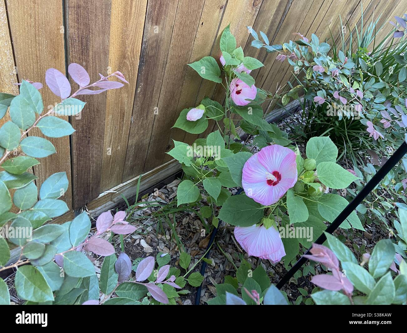 Pink and purples hi-res stock photography and images - Alamy