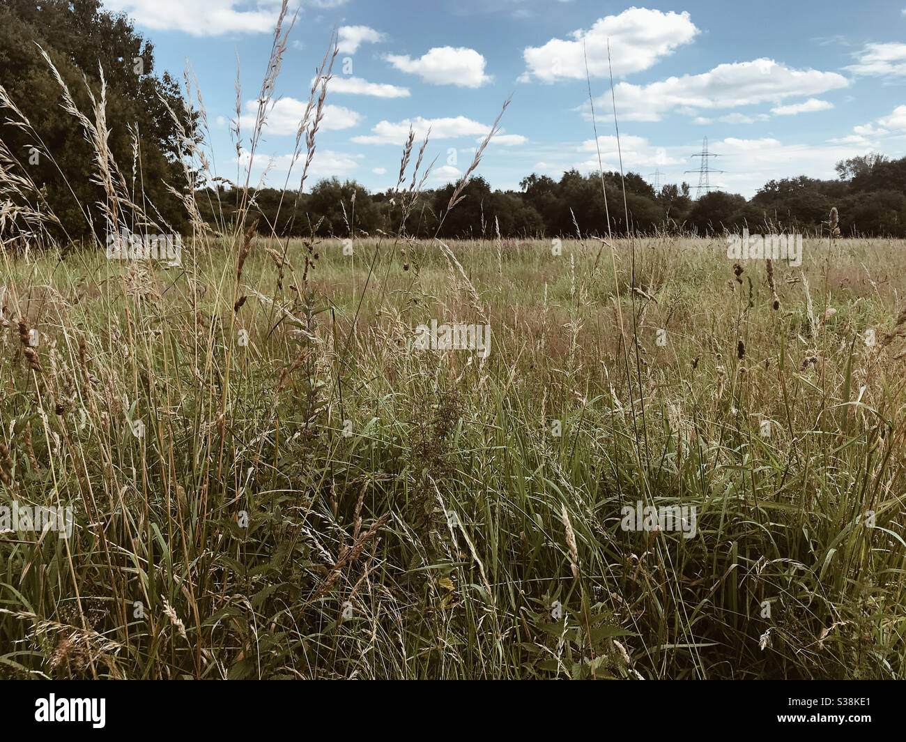 Whimsical meadow hi-res stock photography and images - Alamy