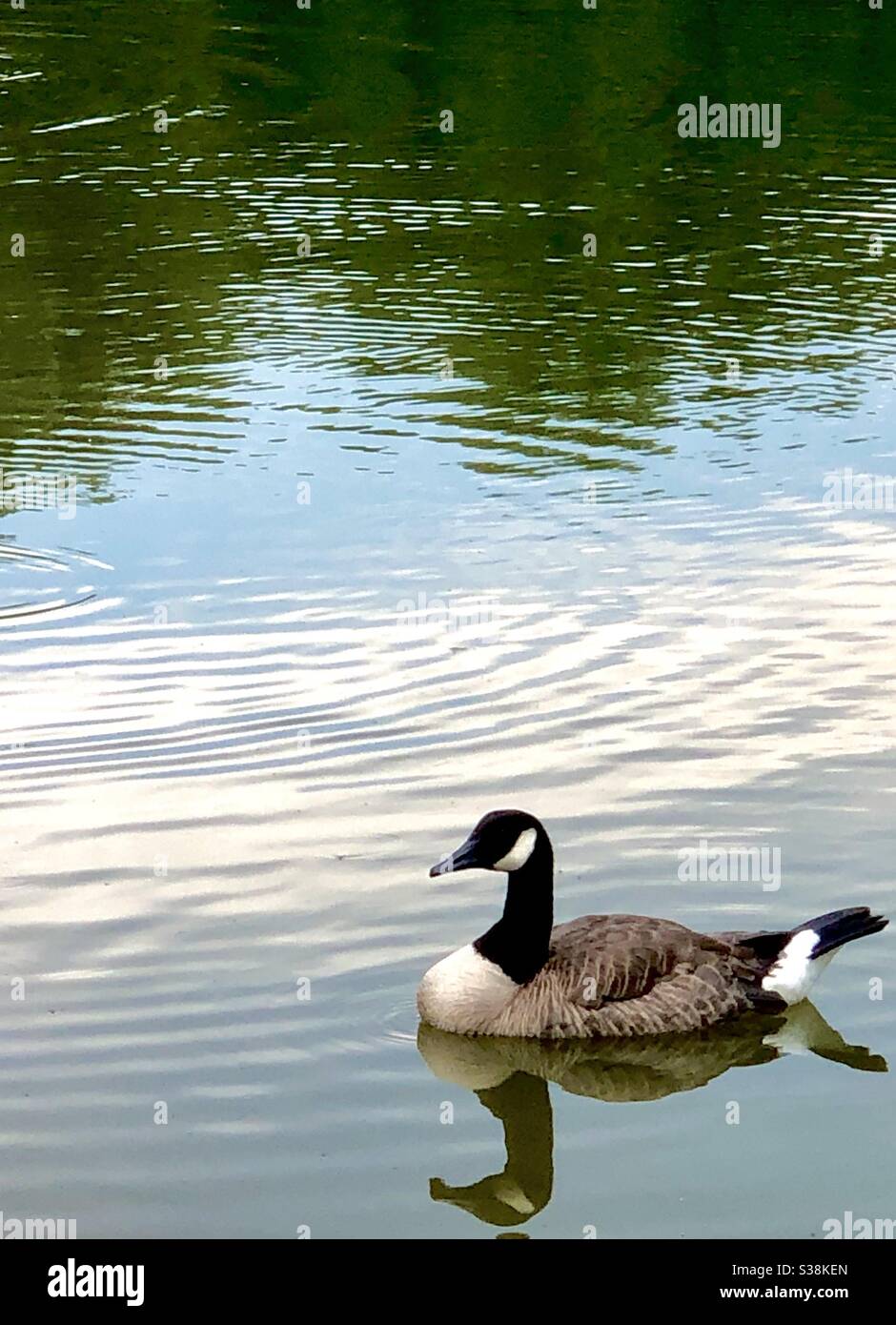 Canadian geese floating swimming hi-res stock photography and images ...