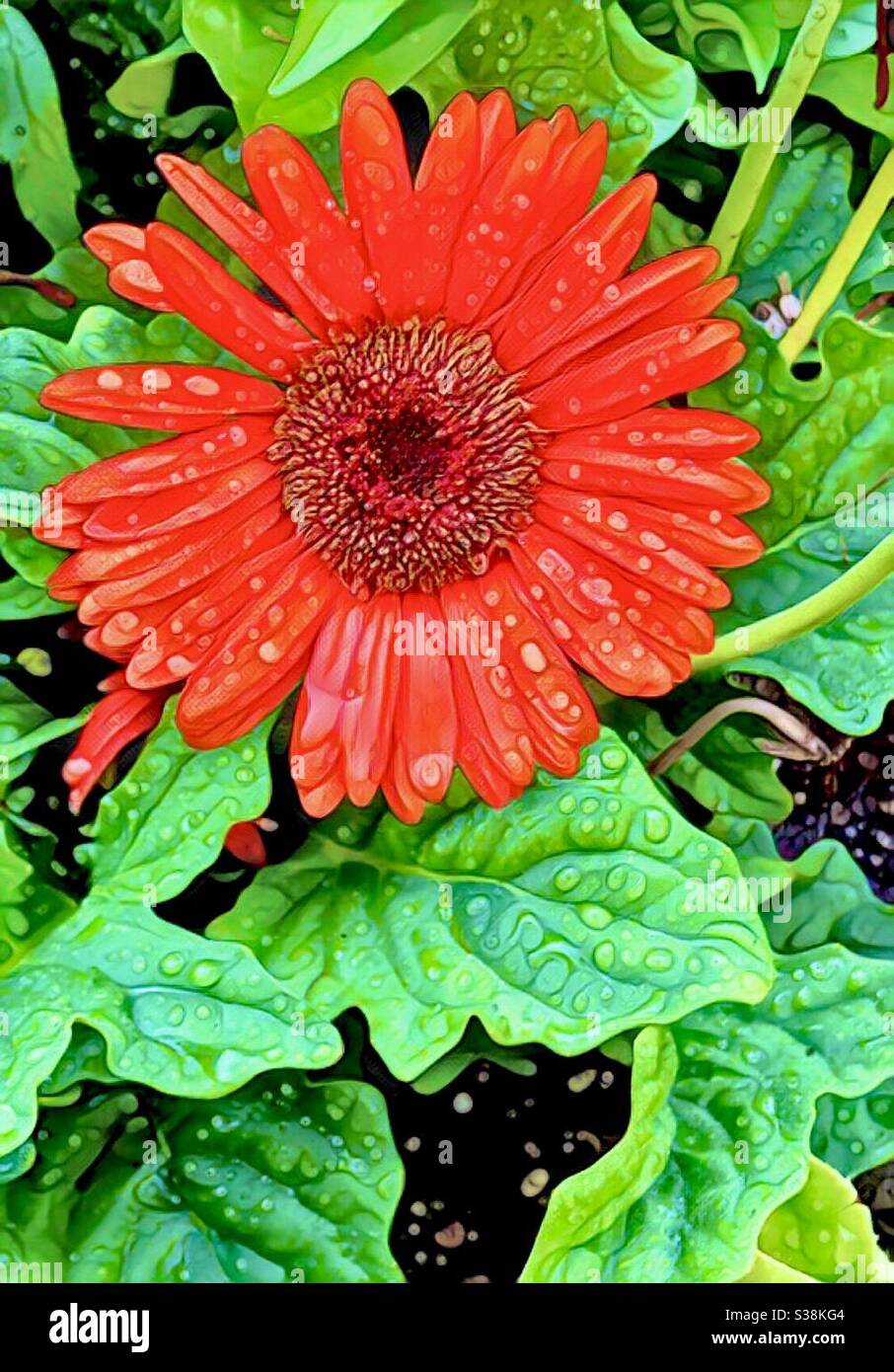 Gerber Daisy in the Garden Stock Photo - Alamy