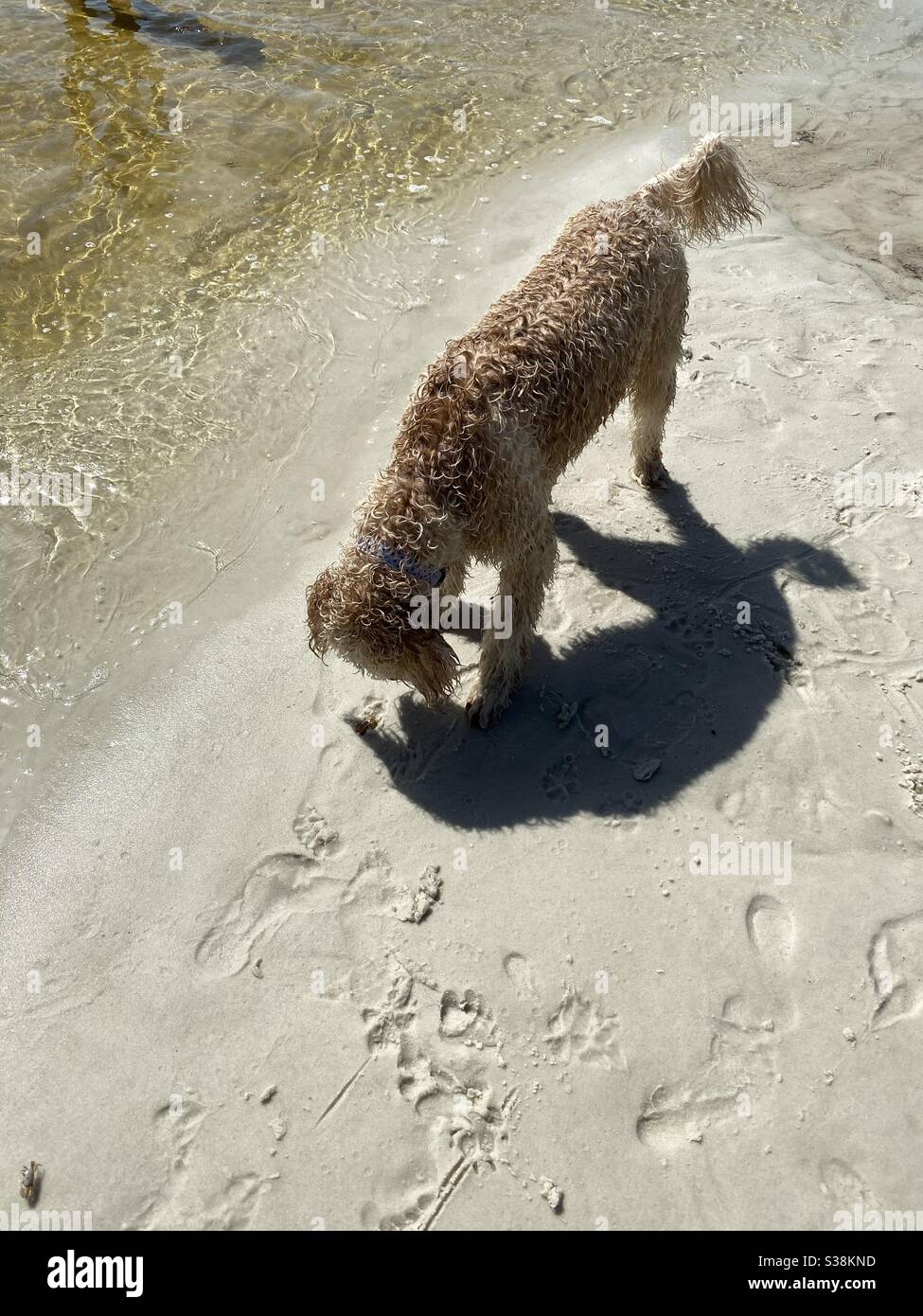 Curious Poodle on the beach looking at a crab in the sand Stock Photo ...