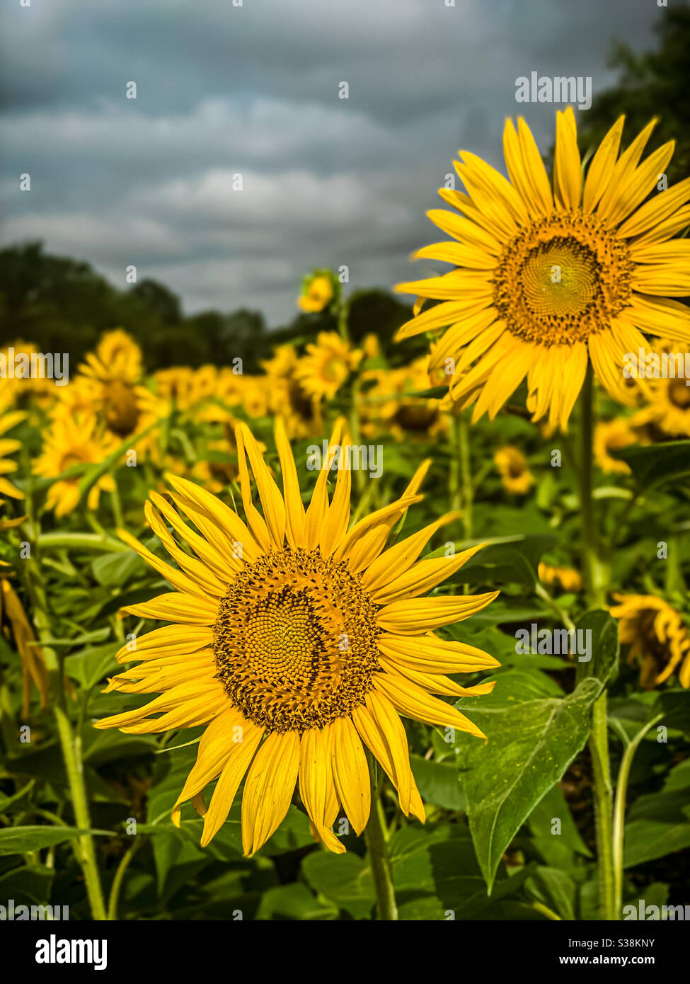Sunflower beautiful hi-res stock photography and images - Alamy