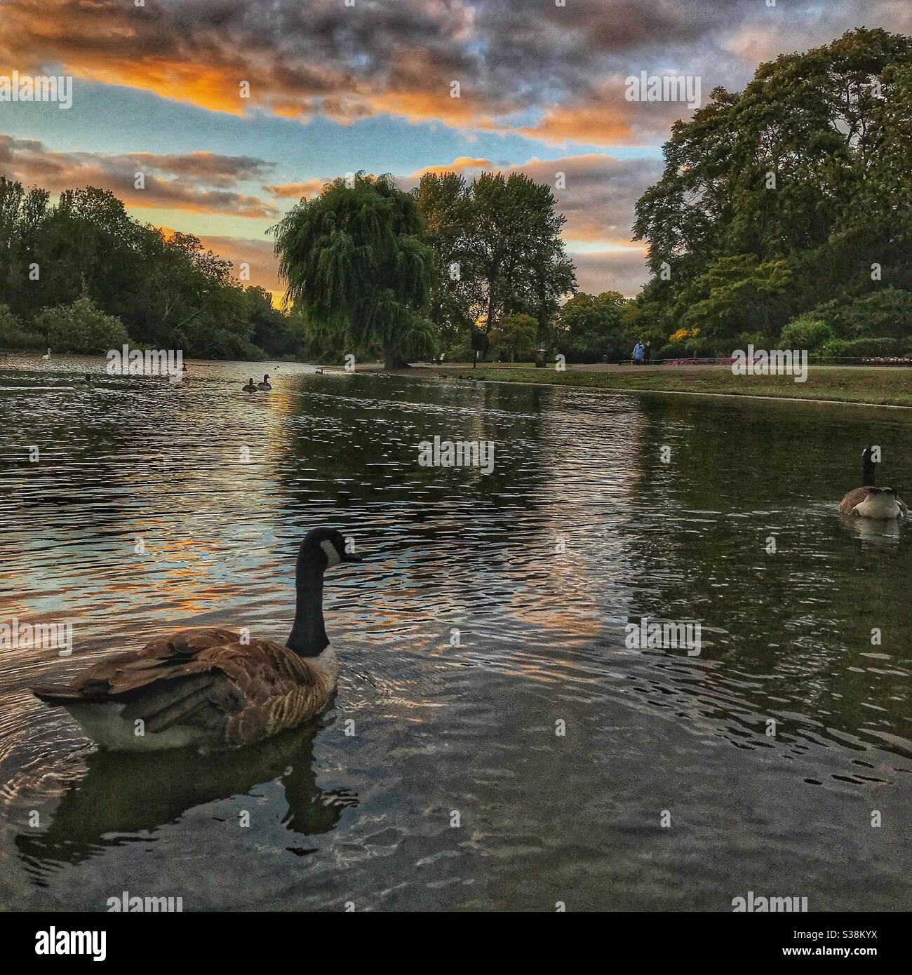 Royal goose hi-res stock photography and images - Alamy