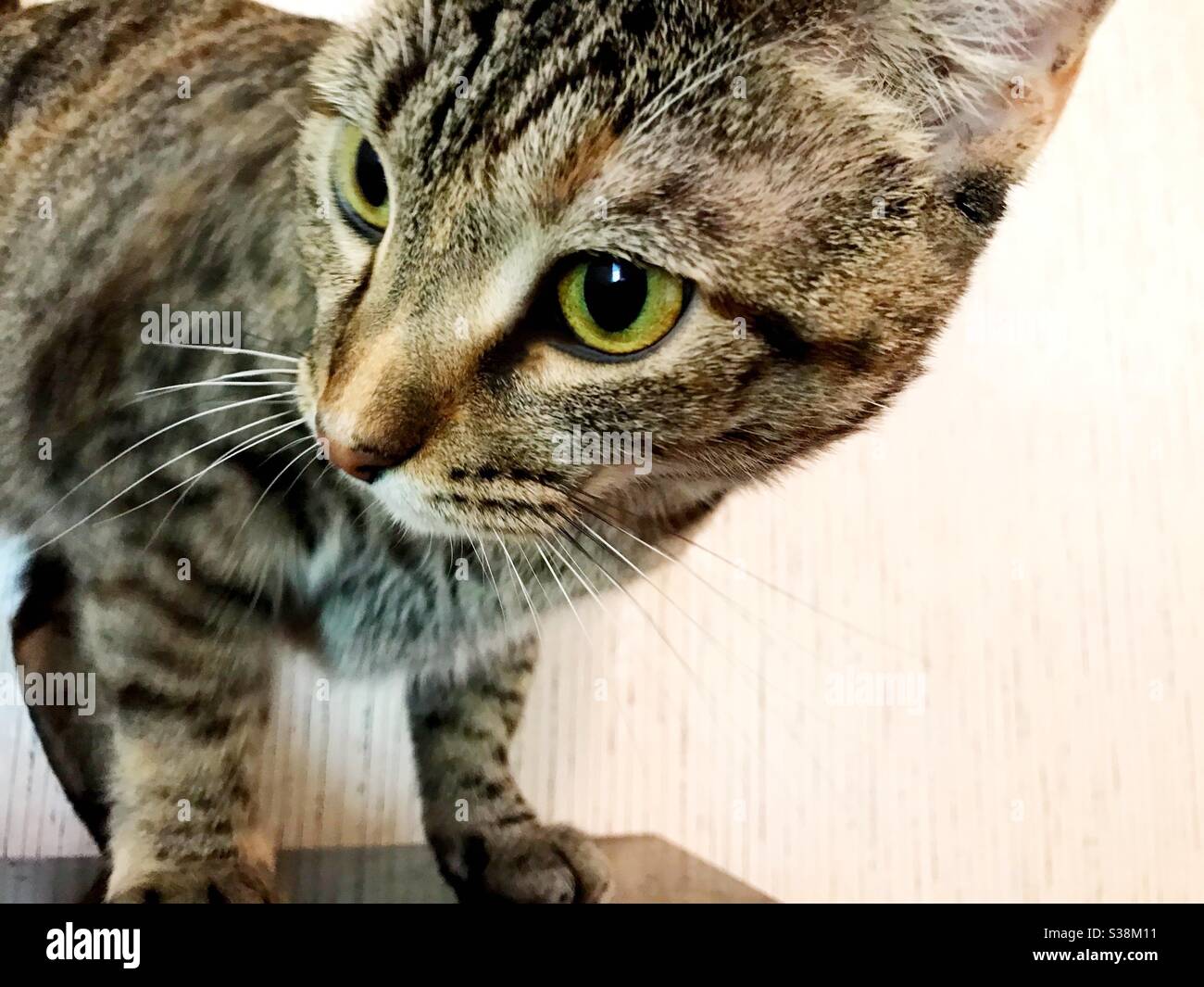 Golden Tabby Cat With Green Eyes
