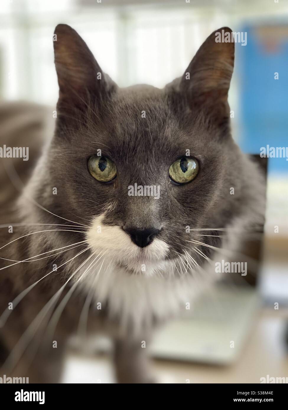 Cat grey cat hi-res stock photography and images - Alamy