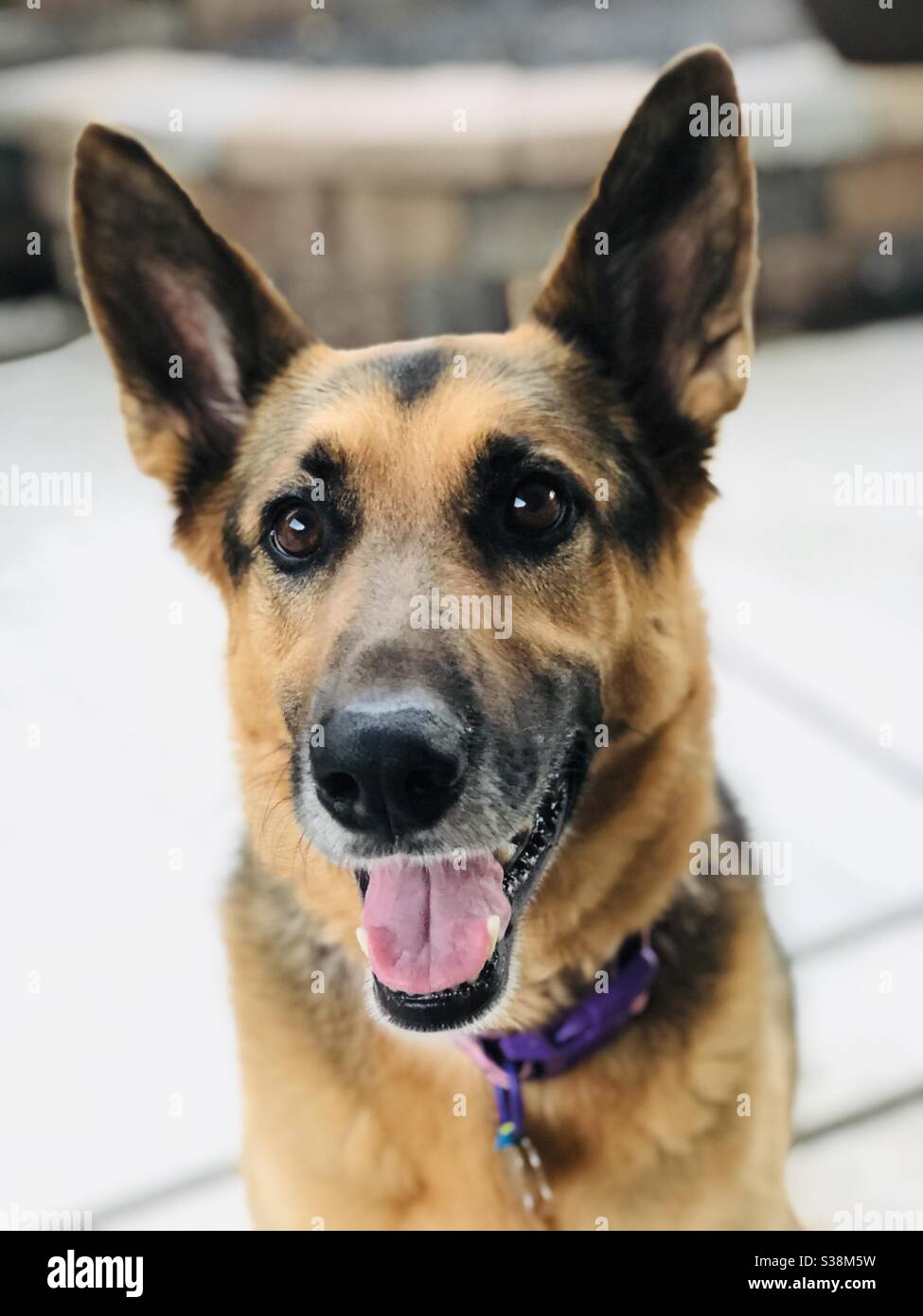 Smiling german shepherd hi-res stock photography and images - Alamy