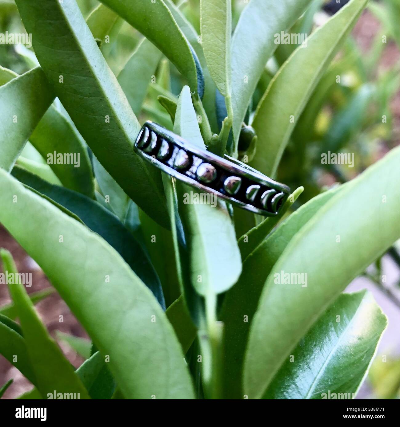 Ring of leaf hi-res stock photography and images - Alamy